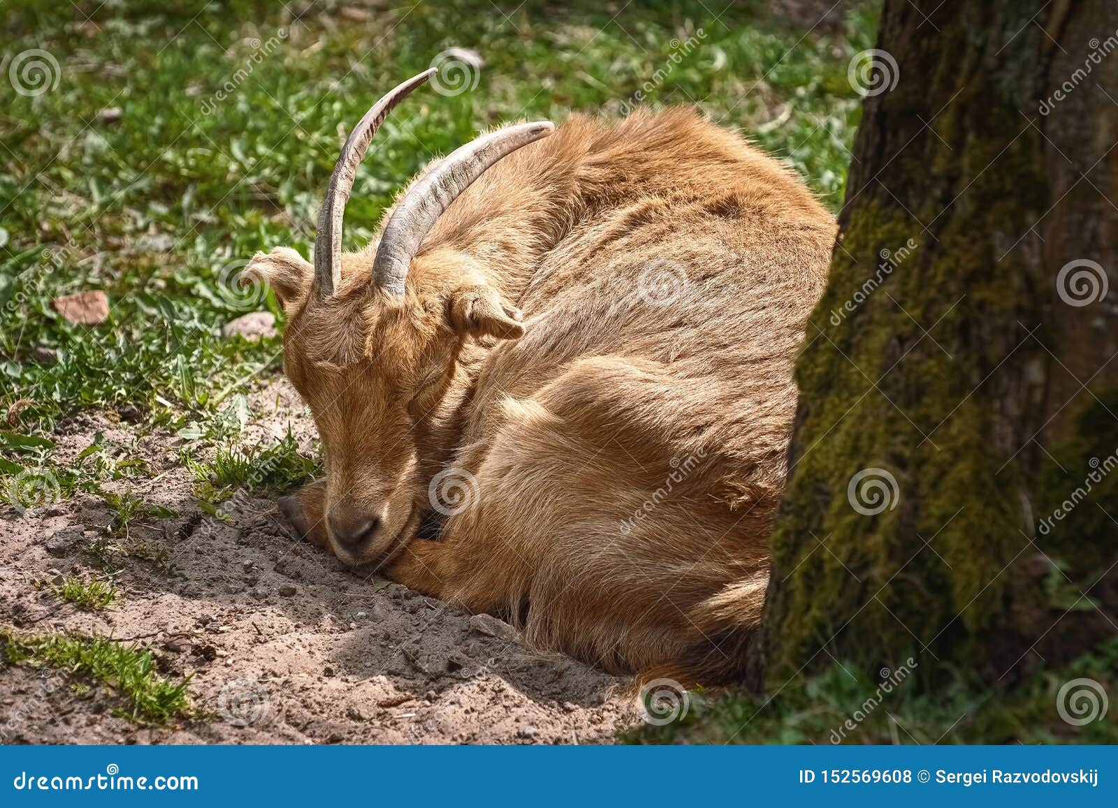 The goat on the ground stock photo. Image of goatee - 152569608