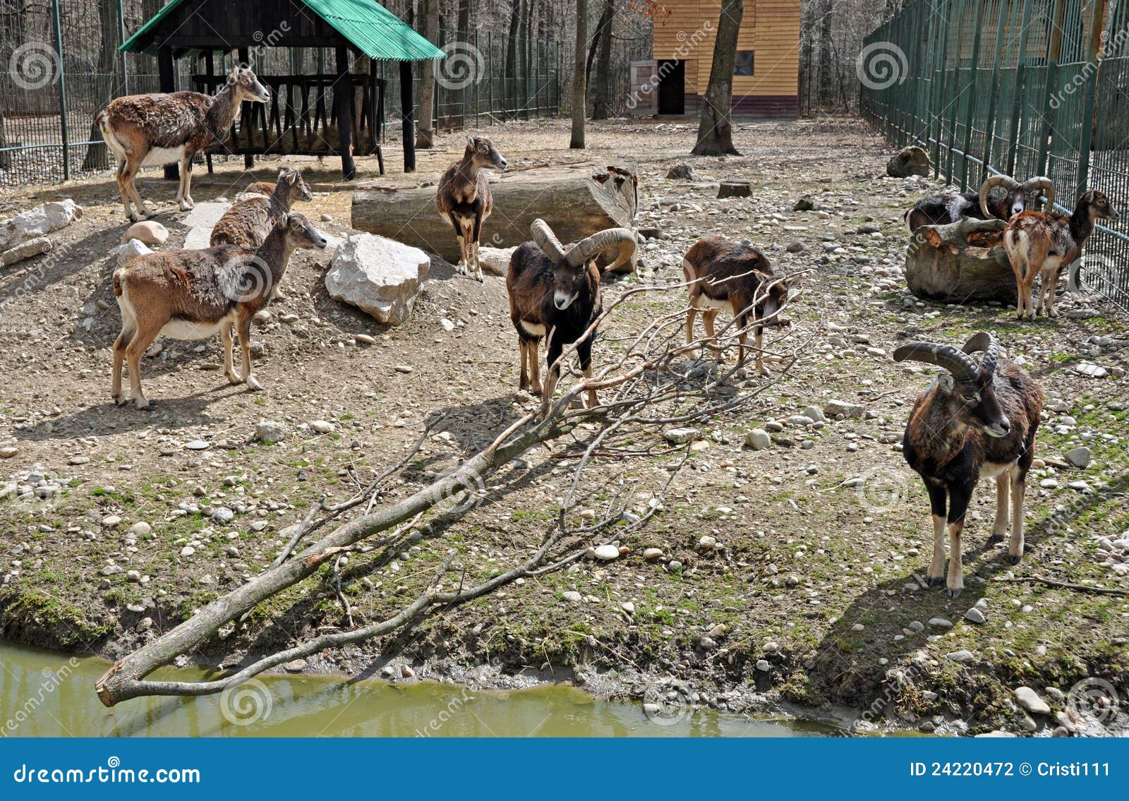 Goat group stock photo. Image of boundary, grass, group - 24220472