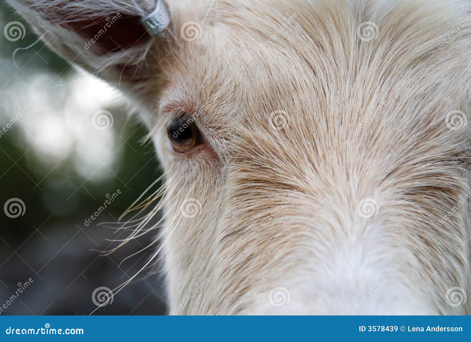 Goat hair stock image. Image of hair, agriculture, farm - 3578439