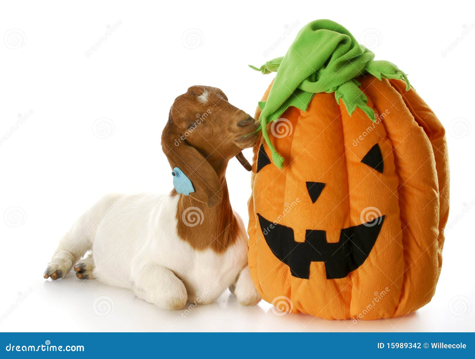 Goat and halloween pumpkin stock photo. Image of doeling - 15989342