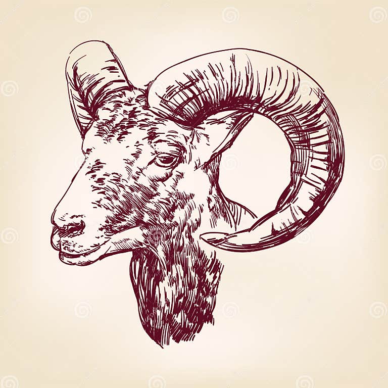 Goat Hand Drawn Vector Llustration Stock Vector - Illustration of hand ...
