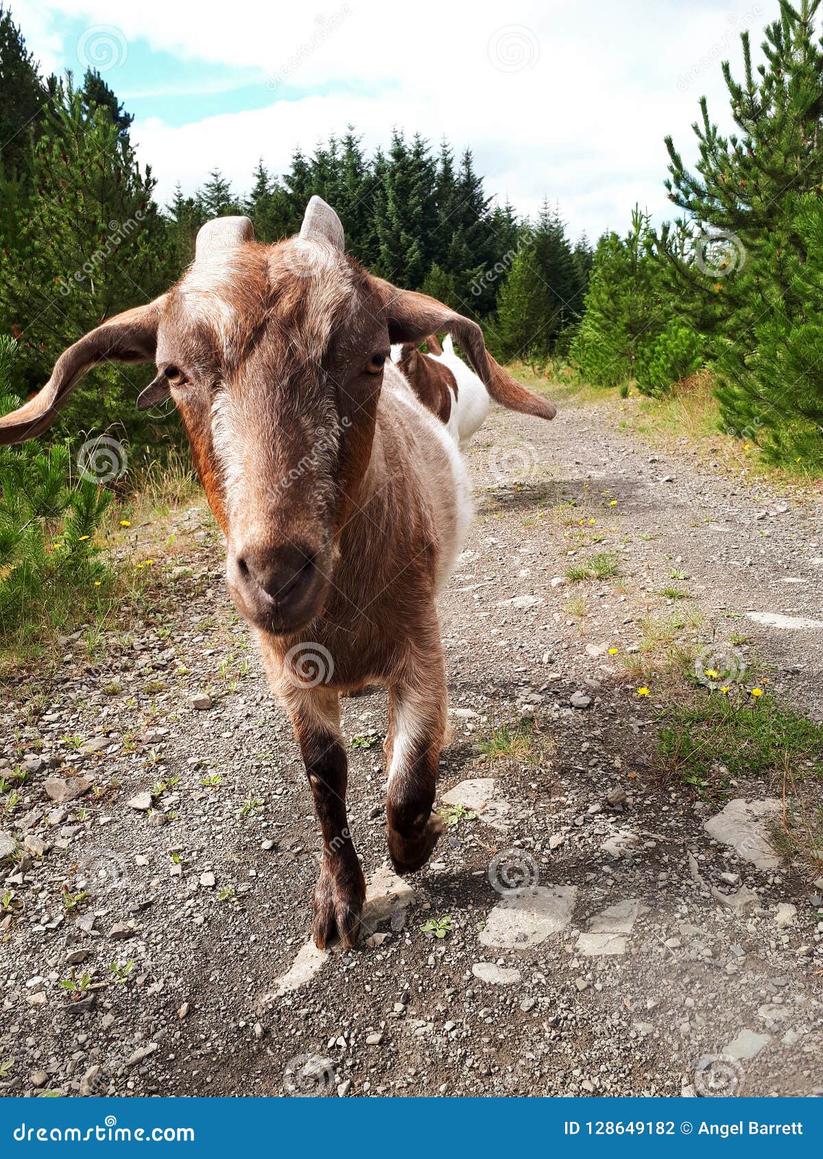 Goat stock photo. Image of walk, outdoors, walking, sunny - 128649182