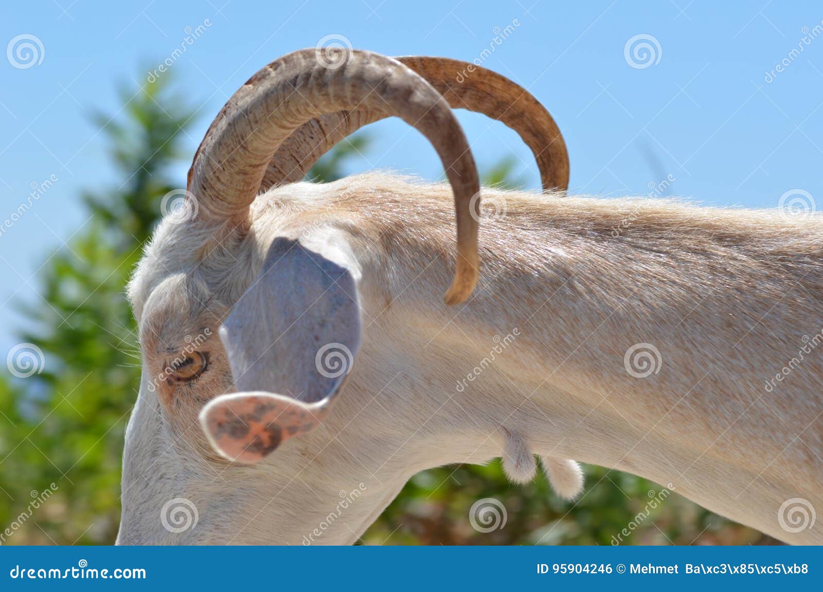 A goat stock photo. Image of domestic, horn, food, buff - 95904246