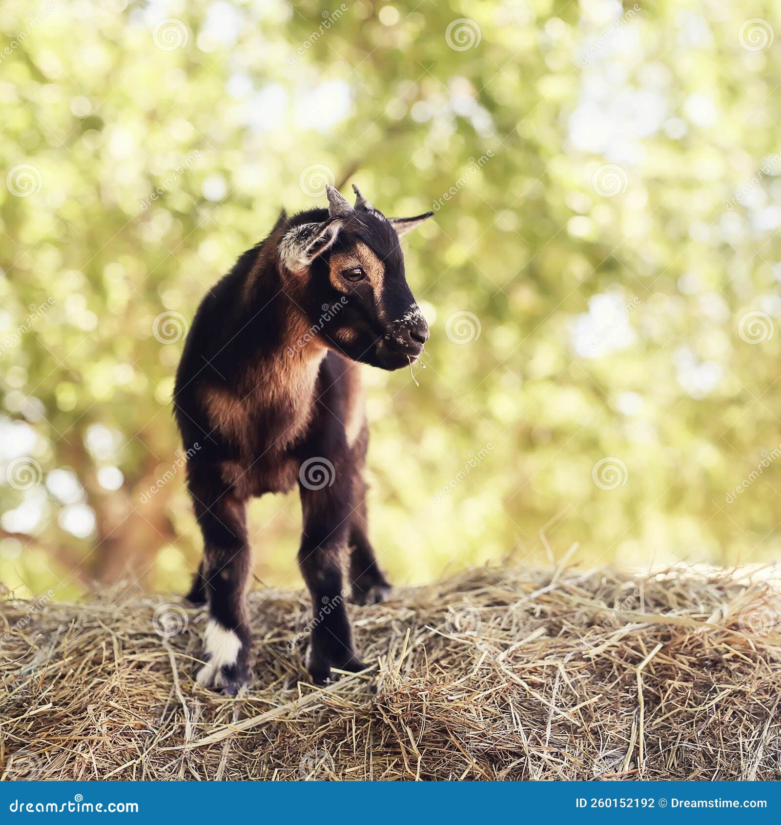 Goat on hay stock photo. Image of bale, baby, goat, goad - 260152192