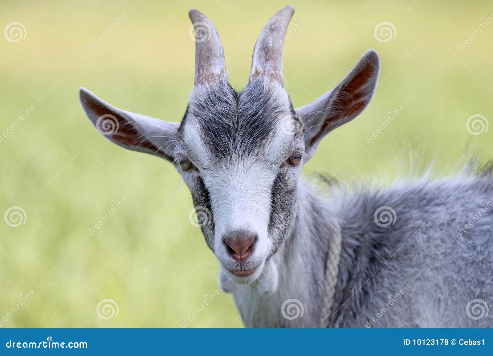 The Goat`s Head Looks Out Of The Enclosure. The Goat Turns Its Head To ...