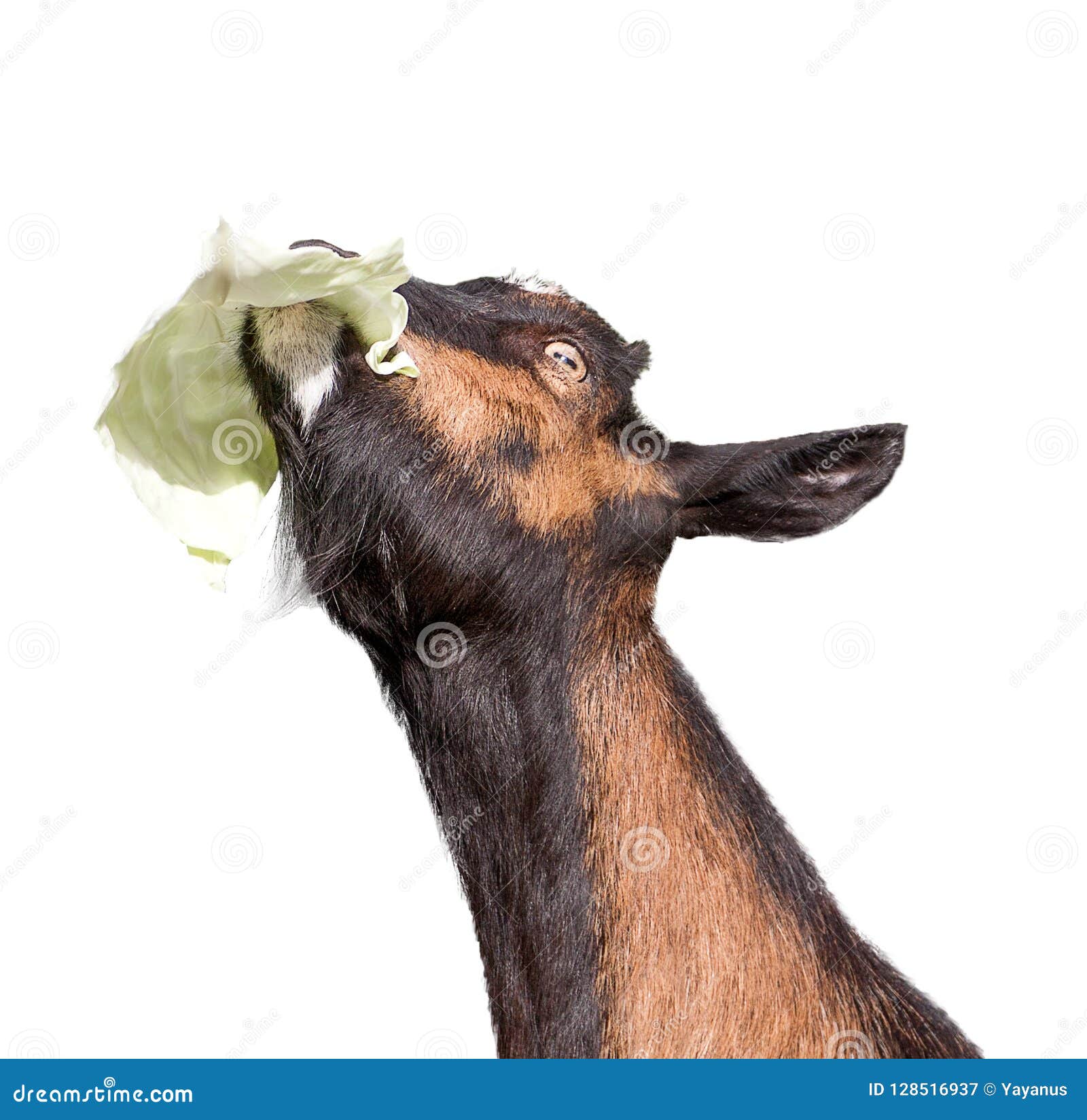 Goat Head with Cabbage Leaf in Mouth. Stock Image - Image of funny ...