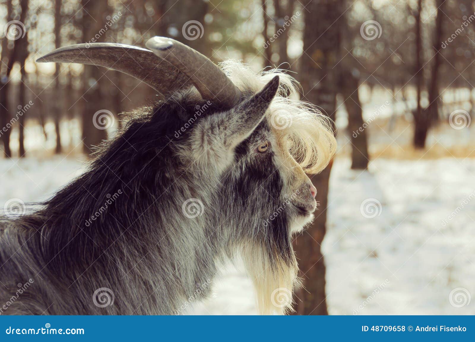 Goat head close-up stock photo. Image of beard, frost - 48709658