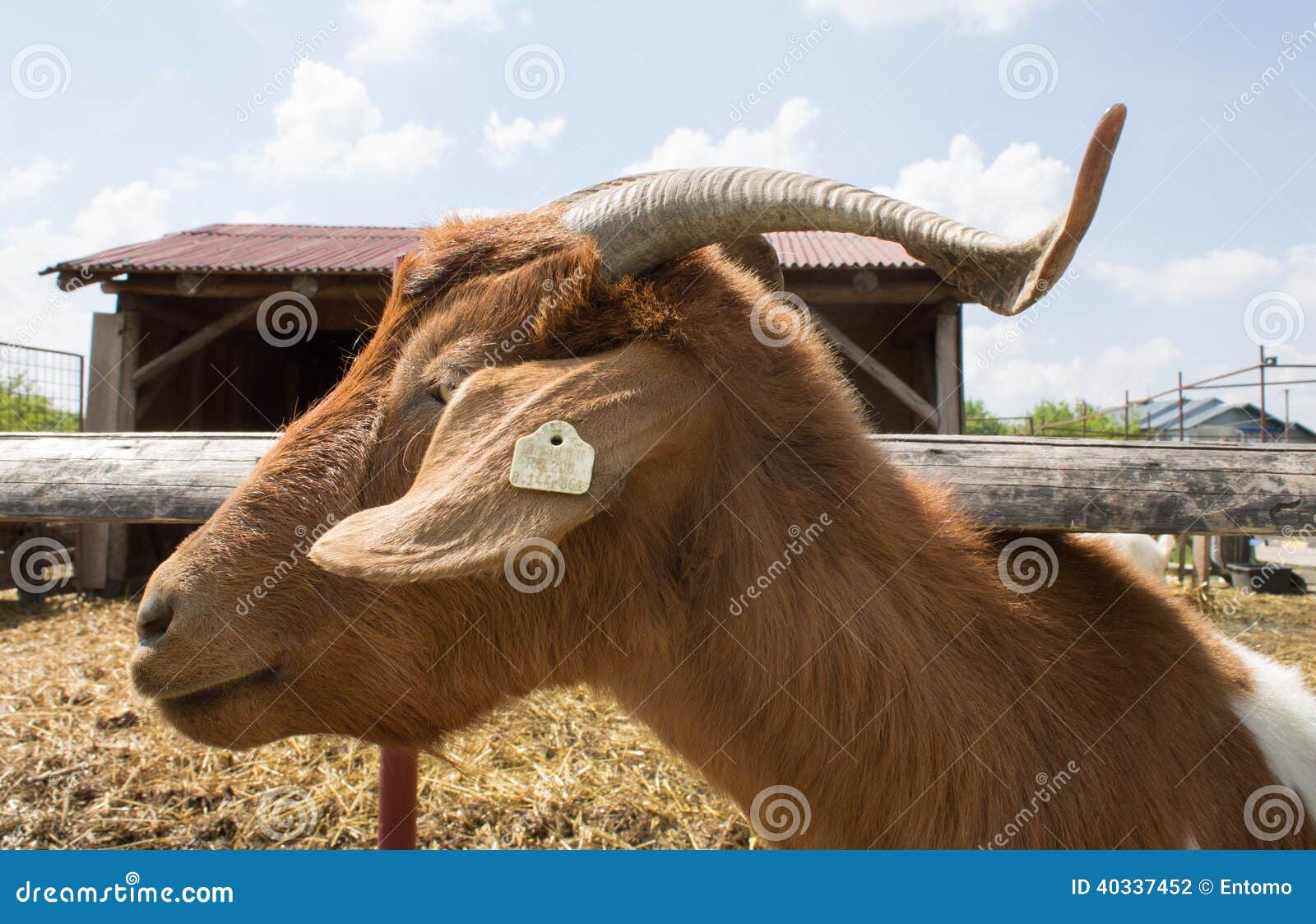 Goat head stock photo. Image of white, farming, male - 40337452