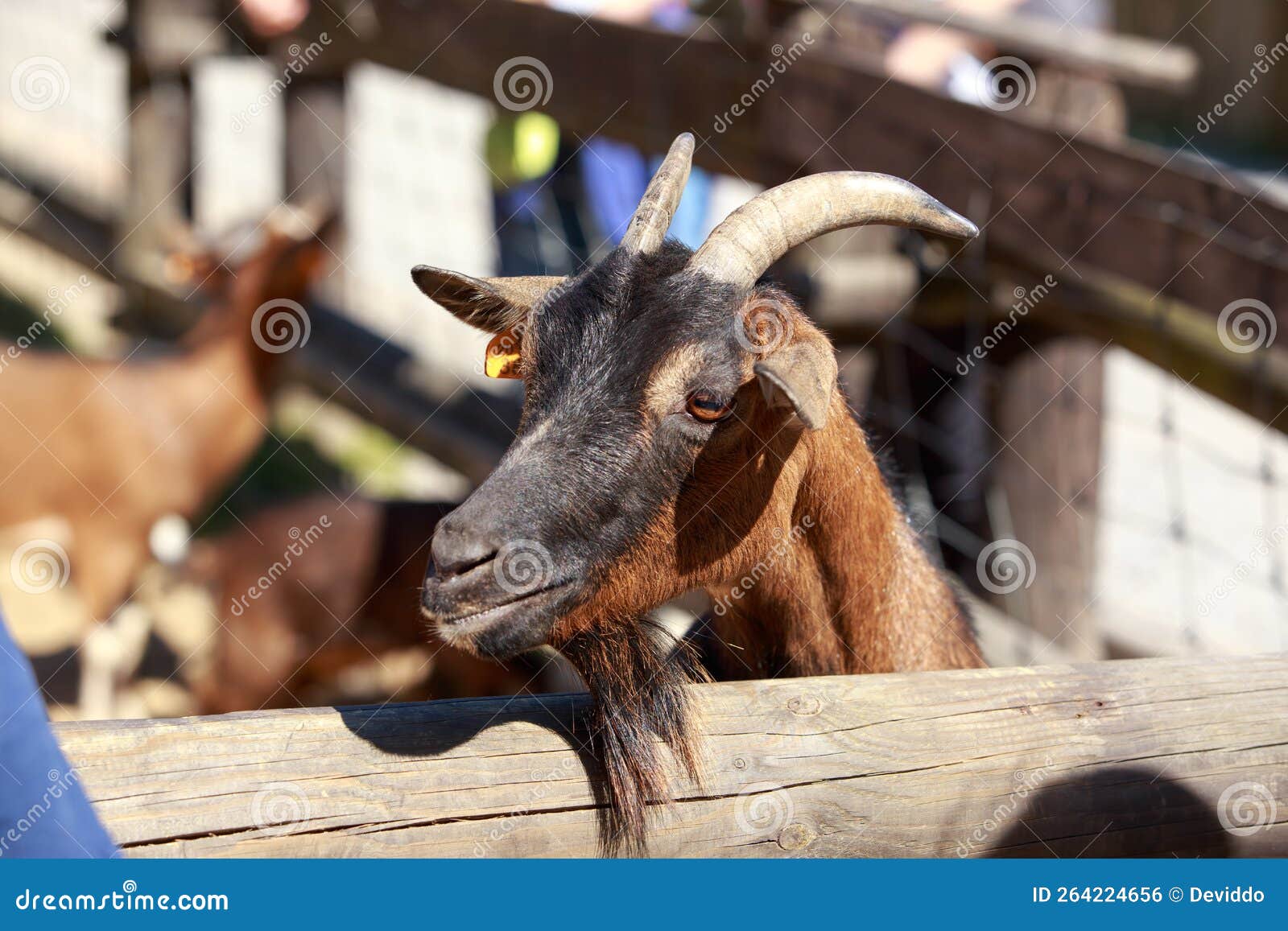 Goat head close up stock photo. Image of head, livestock - 264224656