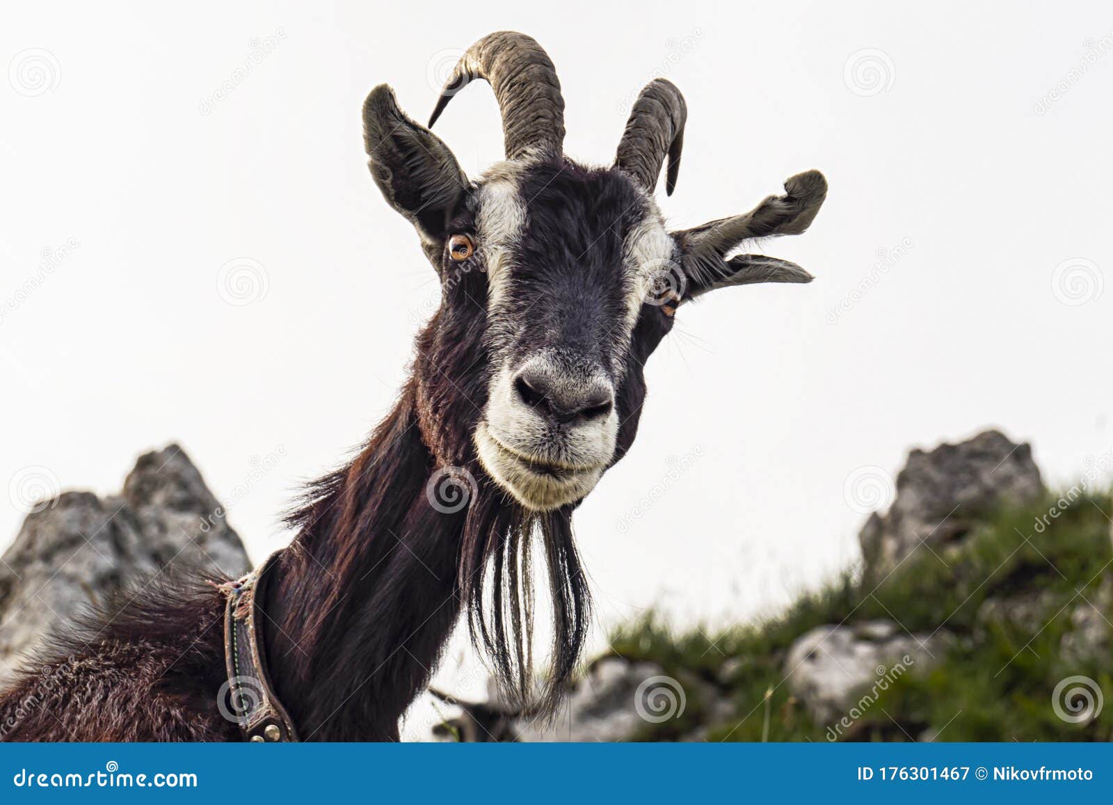 Goat head close up stock image. Image of camera, domestic - 176301467
