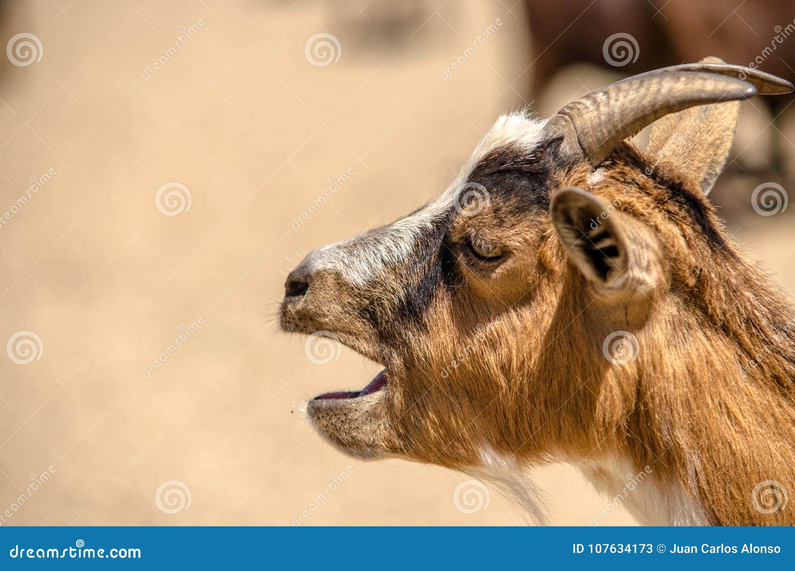 Goat Head Close Up while Shouting Stock Image - Image of outdoor ...