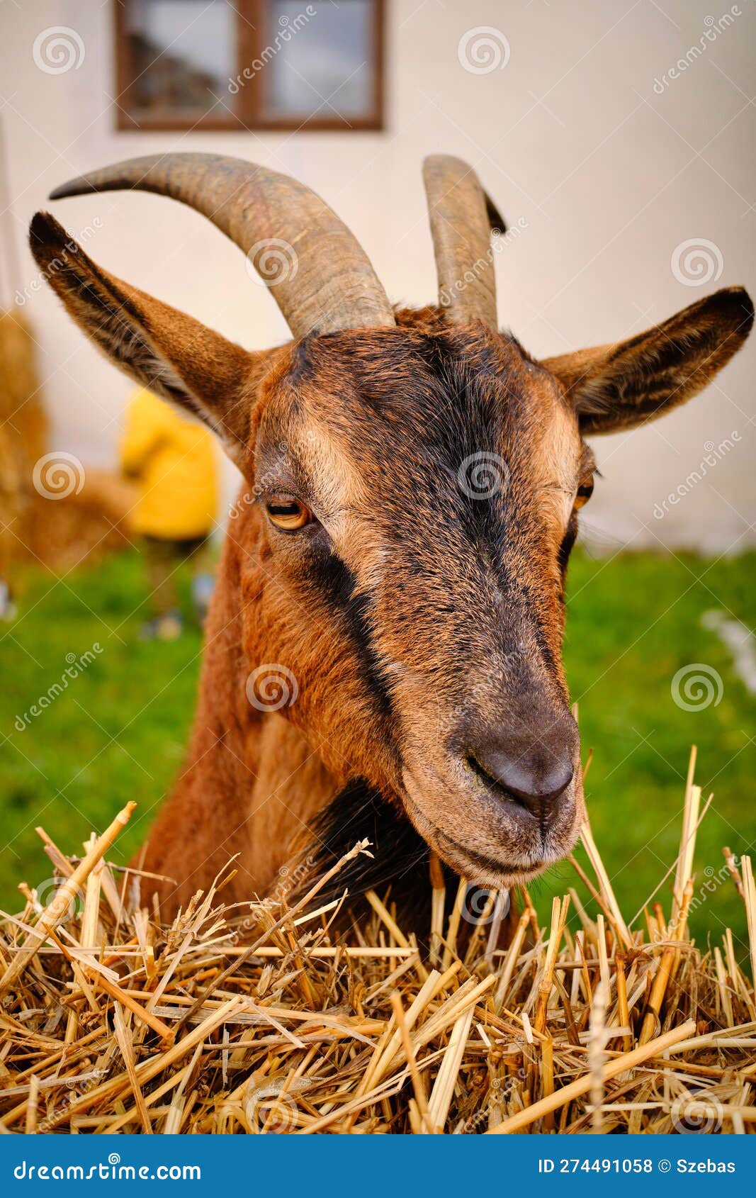 Goat head closeup stock photo. Image of goat, mammal - 274491058
