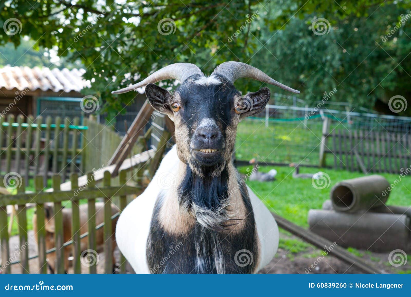 Goat head stock photo. Image of horns, mammal, cloven - 60839260