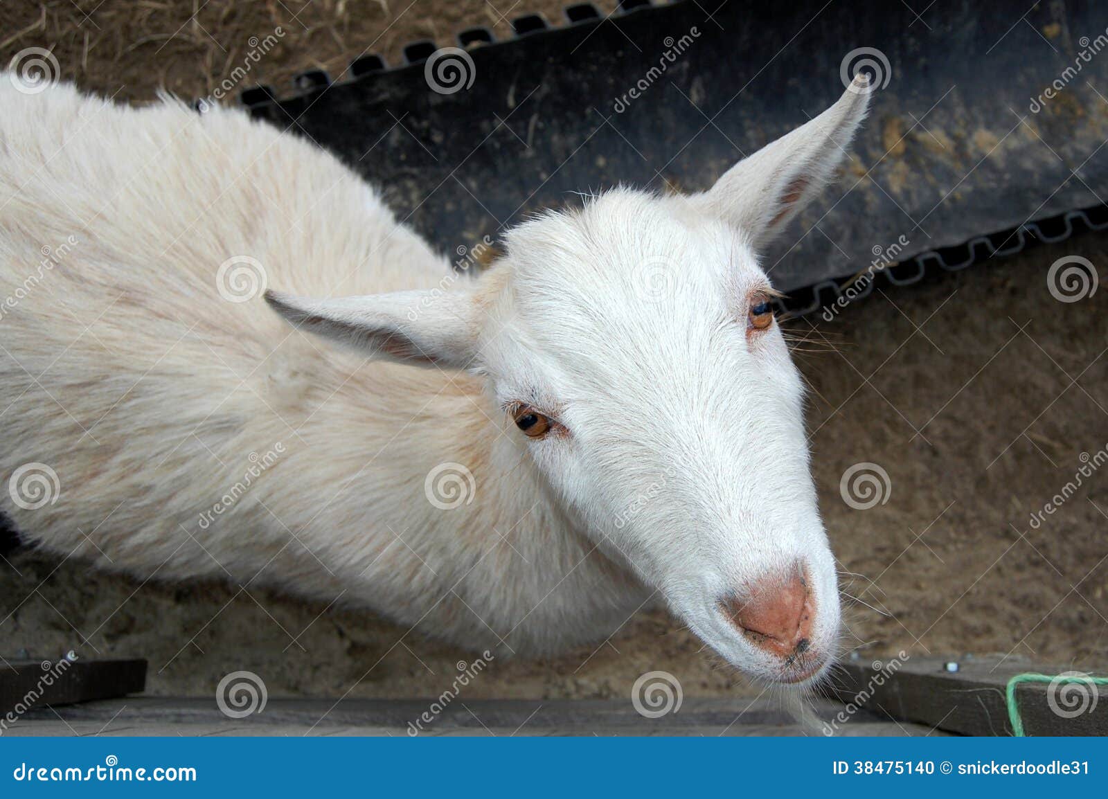 Goat Head stock photo. Image of rustic, country, white - 38475140