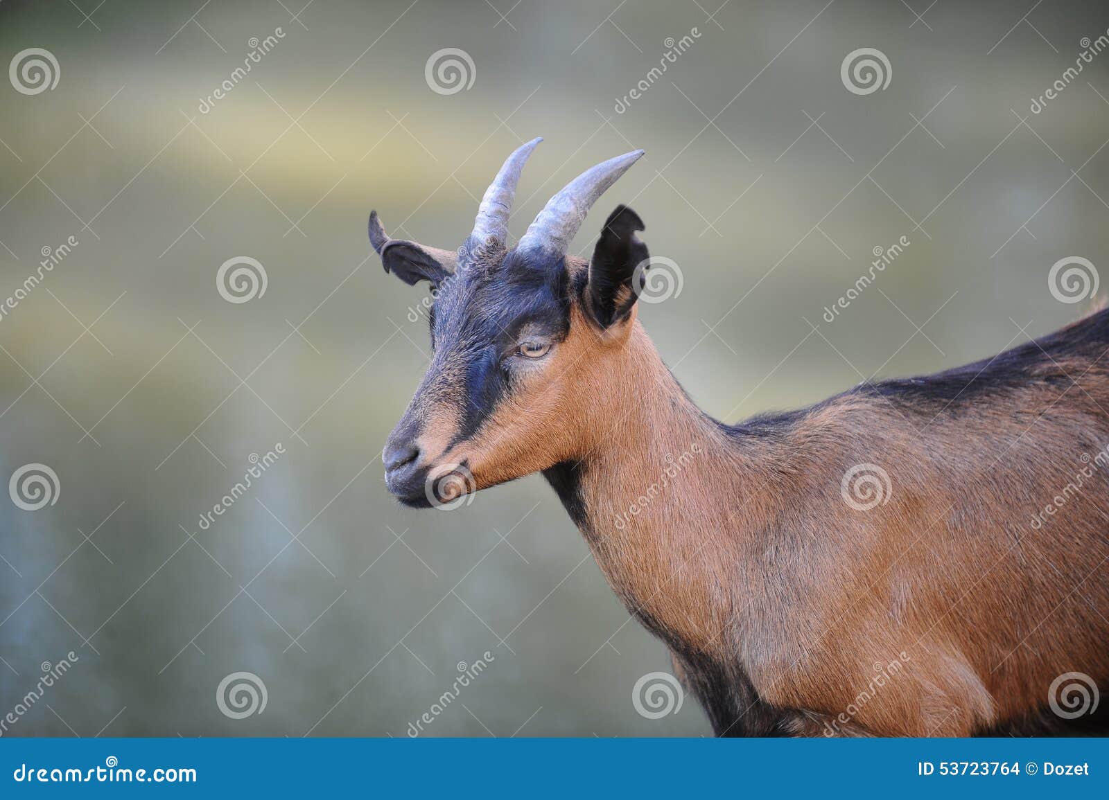 Goat stock photo. Image of mammals, goat, domestic, mountain - 53723764