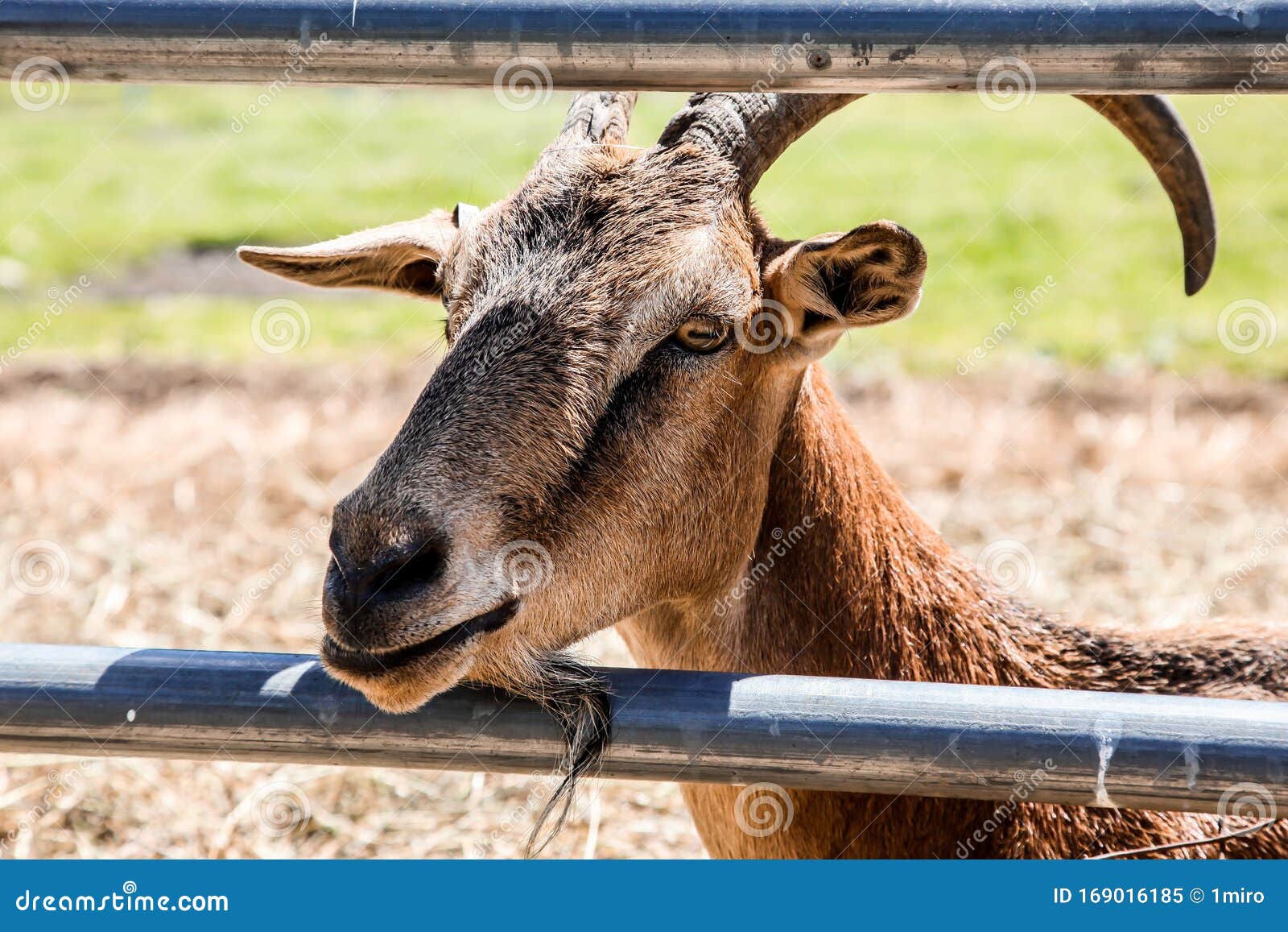 Goat head shot on farm stock image. Image of shot, mammal - 169016185