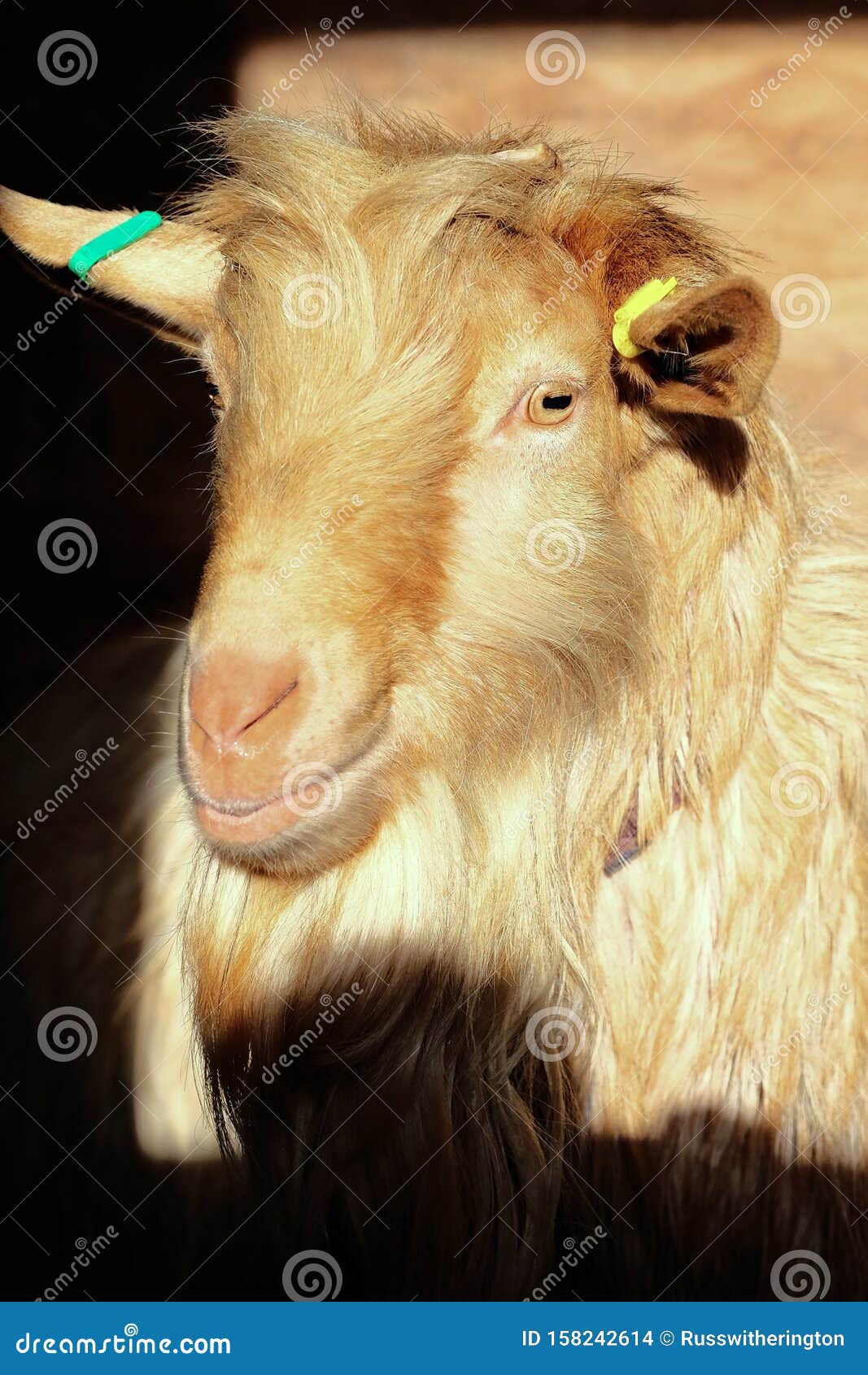 Goat head stock photo. Image of healthy, animal, farm - 158242614