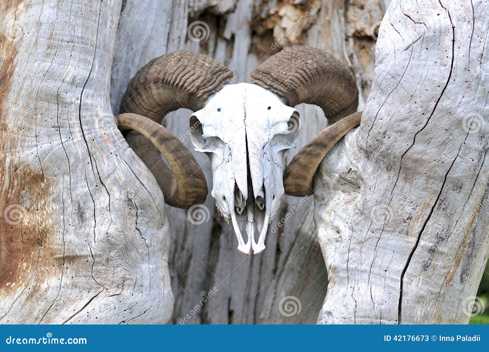 Goat head skull stock image. Image of goat, skeleton - 42176673