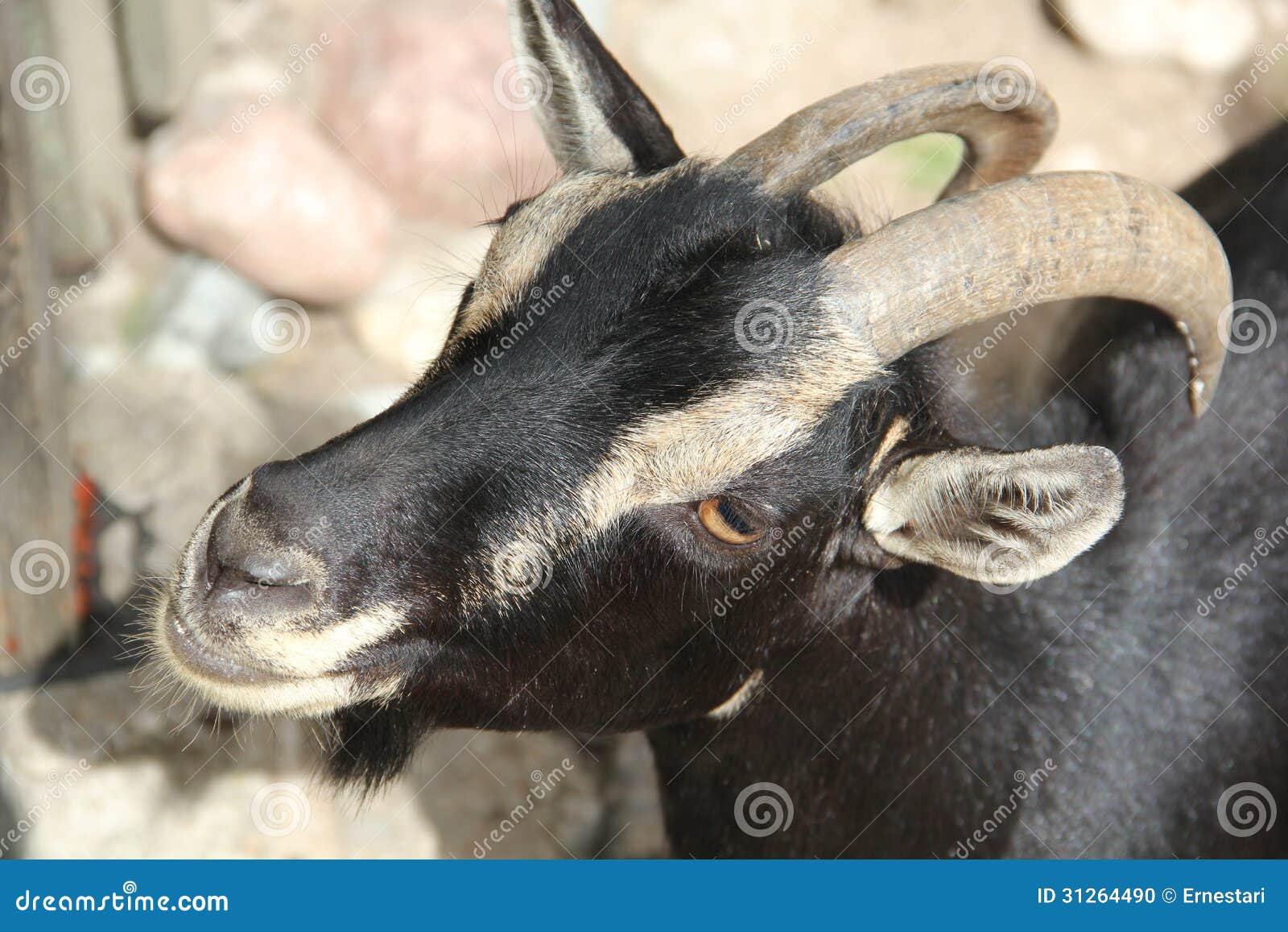 Goat head stock photo. Image of head, goat, farm, curved - 31264490