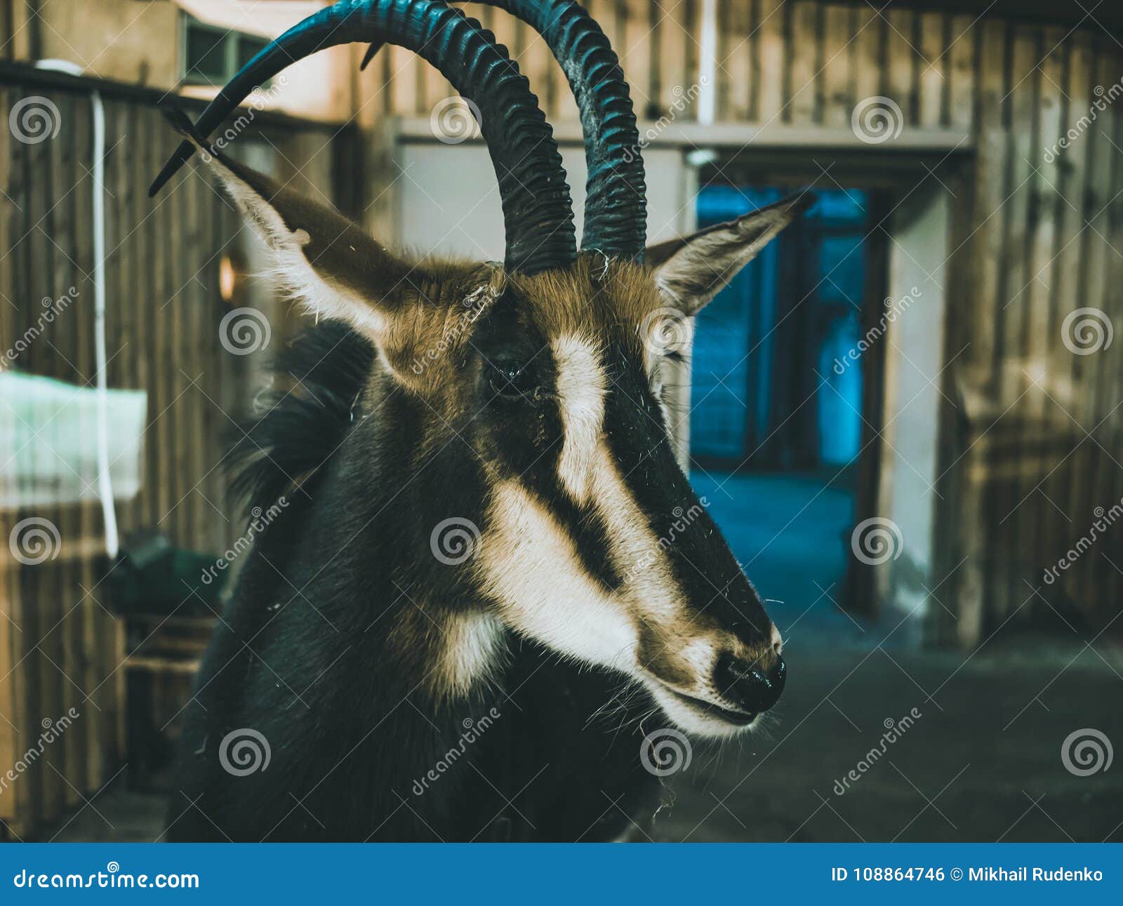 Goat Head in the Zoo Close Up Macro Stock Photo - Image of brown ... Goat Head in the Zoo Close Up Macro Stock Photo - Image of brown ...