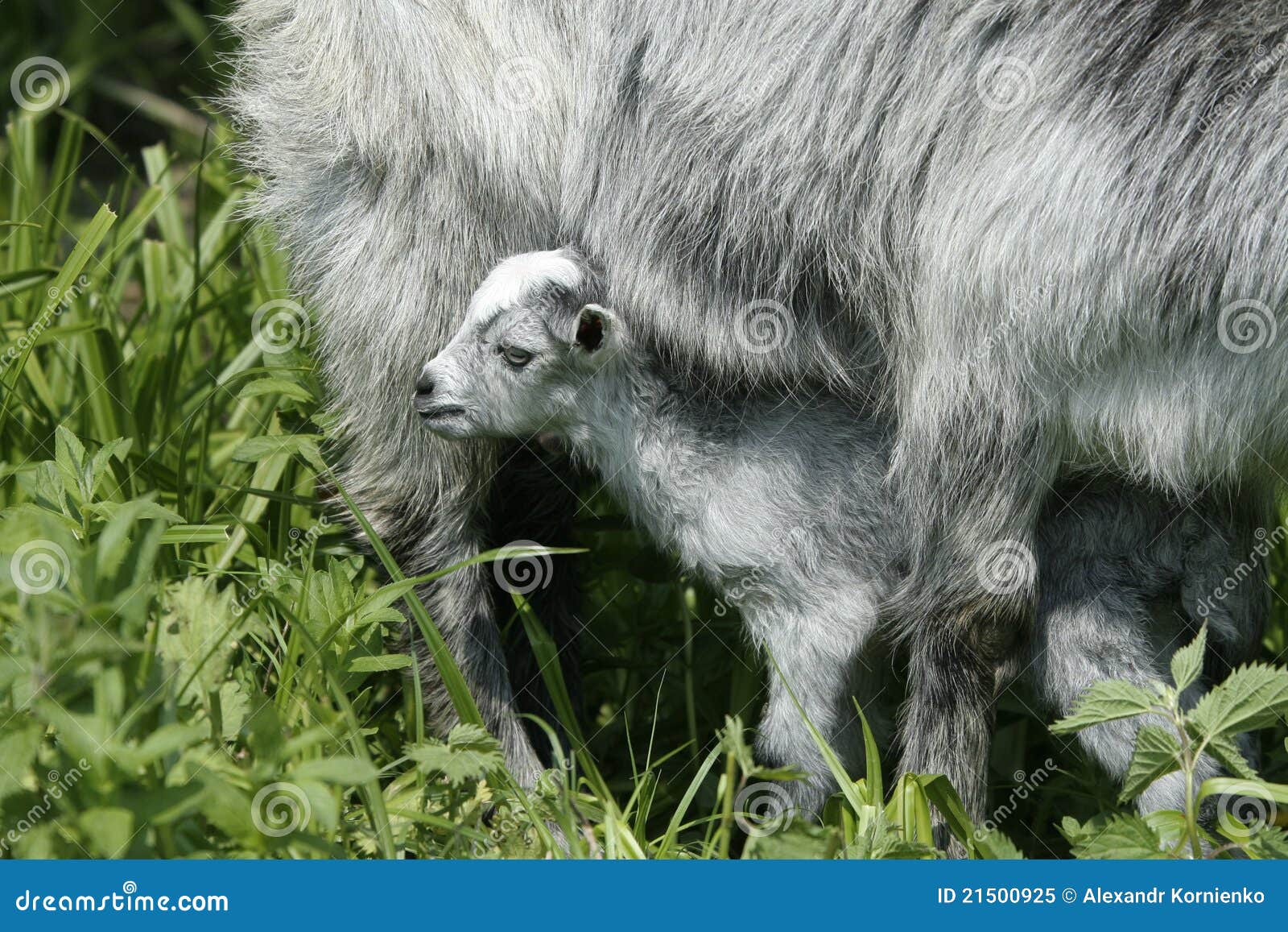Goat and her kid stock image. Image of children, mammy - 21500925