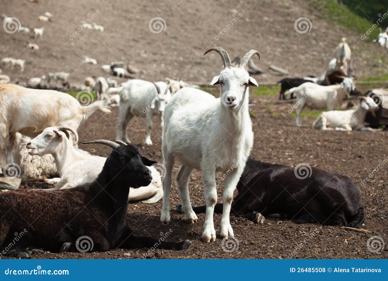A Goat Herd in Altay, Russia Stock Photo - Image of animal, mountains ...