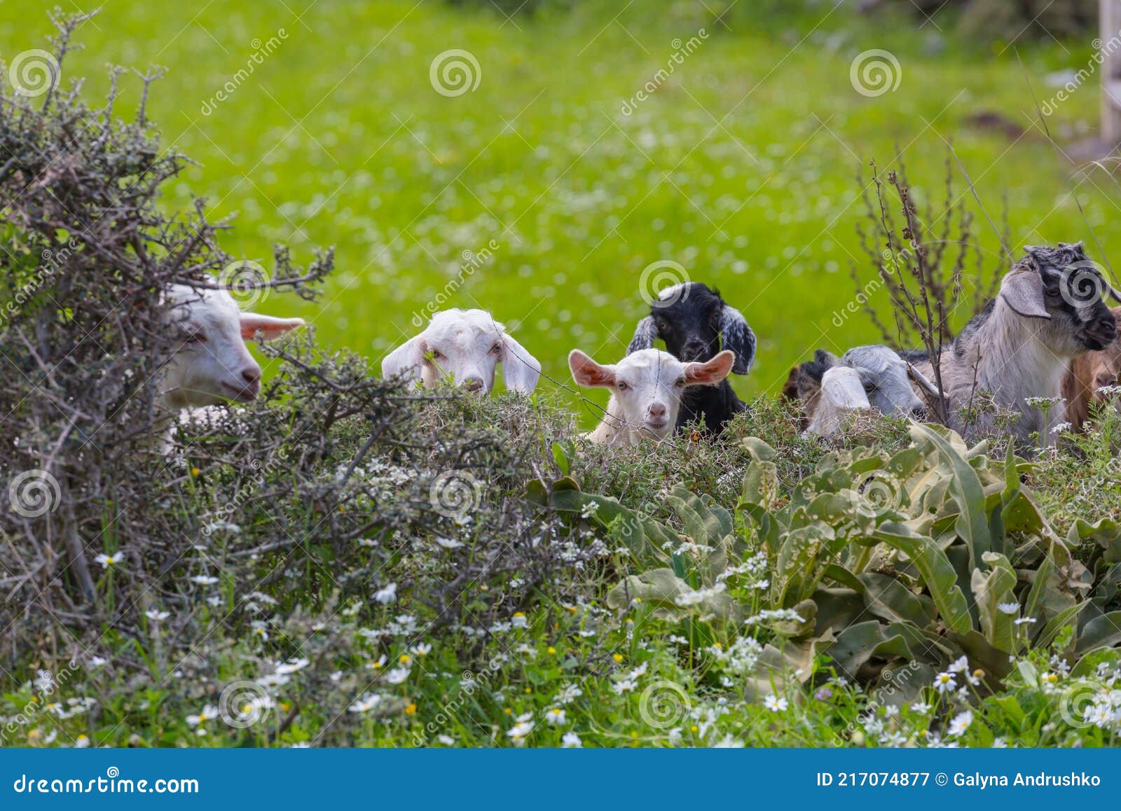 Goat stock image. Image of mountain, spring, heath, goats - 217074877