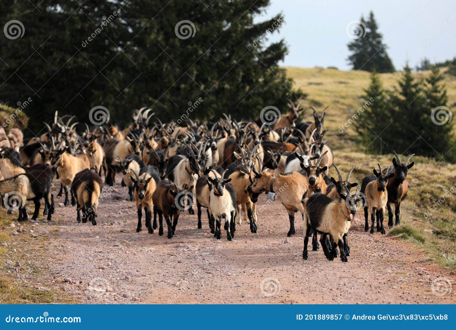 Goat Herd of Goats in the Mountains Stock Image - Image of head, meadow ...