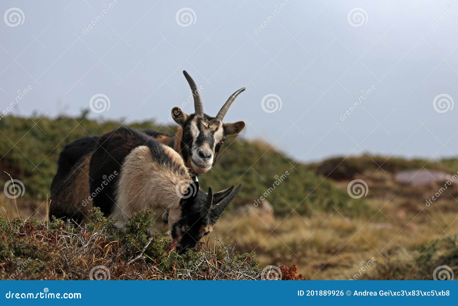 Goat Herd of Goats in the Mountains Stock Photo - Image of foraging ...