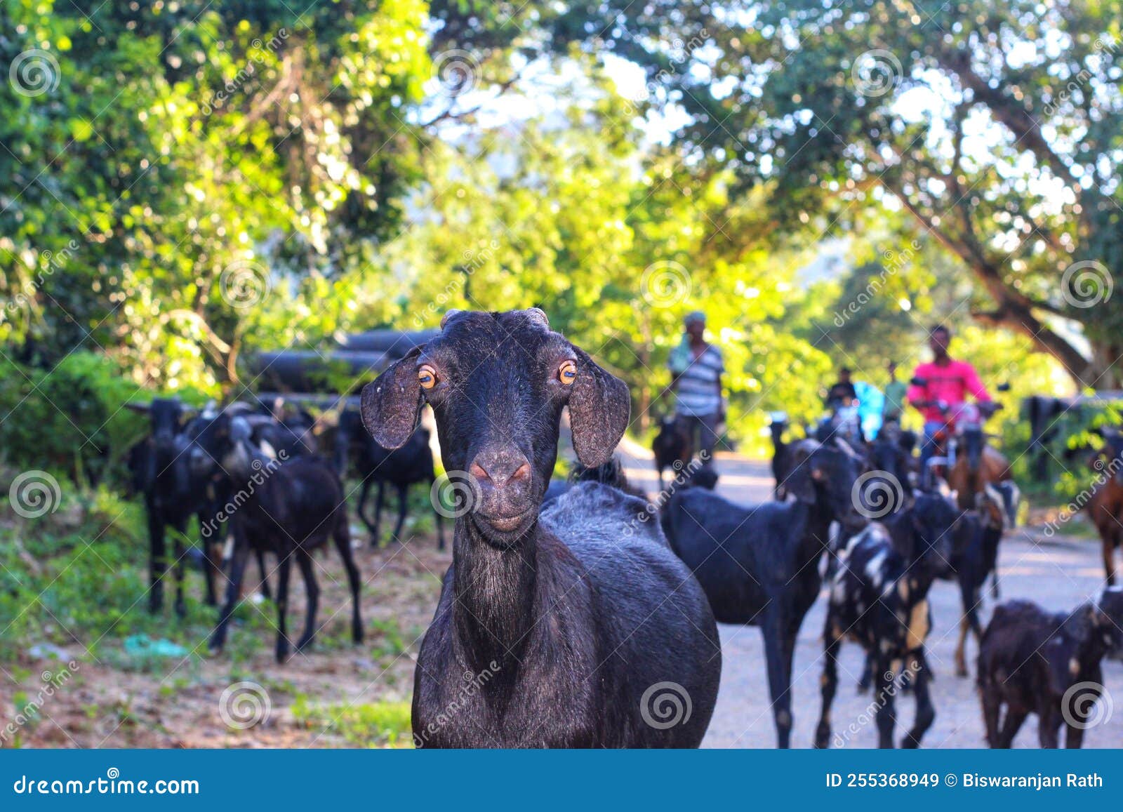 Goat Herd Grazzing in Jungle Stock Image - Image of nature, healthy ...
