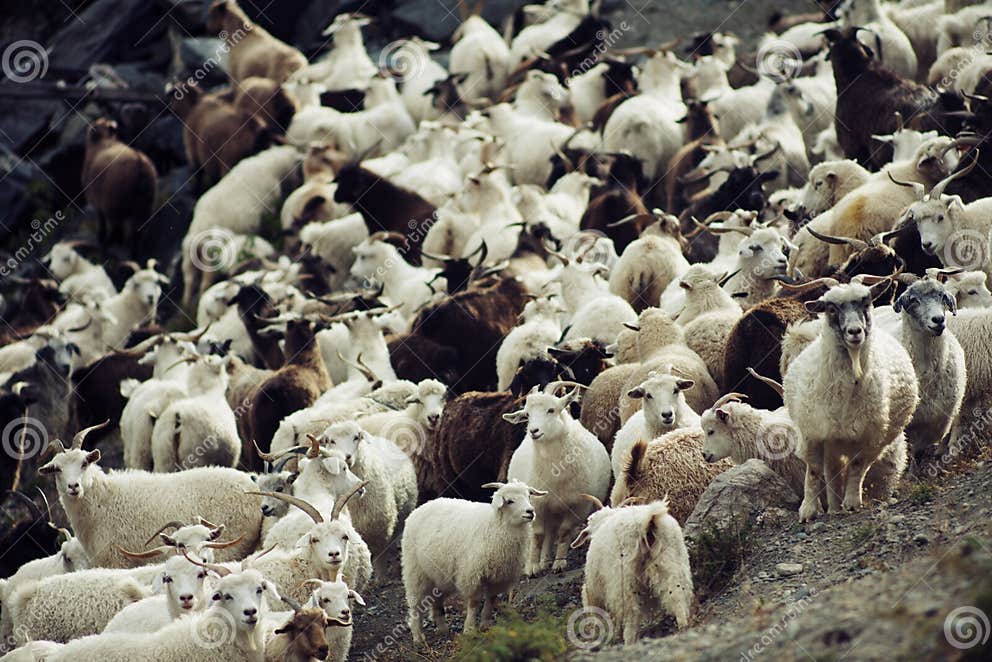 Goat herd stock photo. Image of nature, widelife, mountains - 45158008