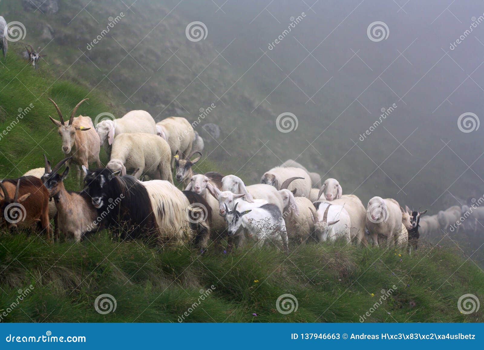Goat Herd on Mountain Path in Fog Stock Image - Image of field ...