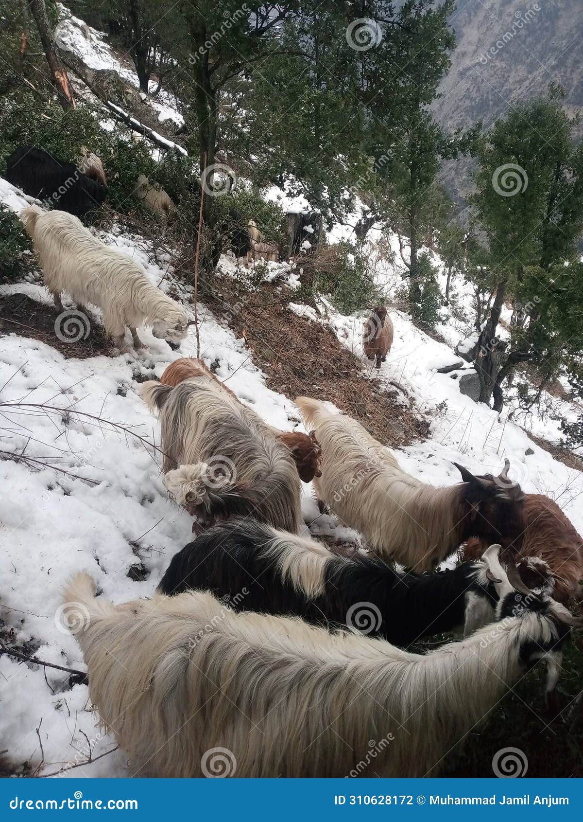 Beautiful Pakistan 31 stock photo. Image of pasture - 310628172