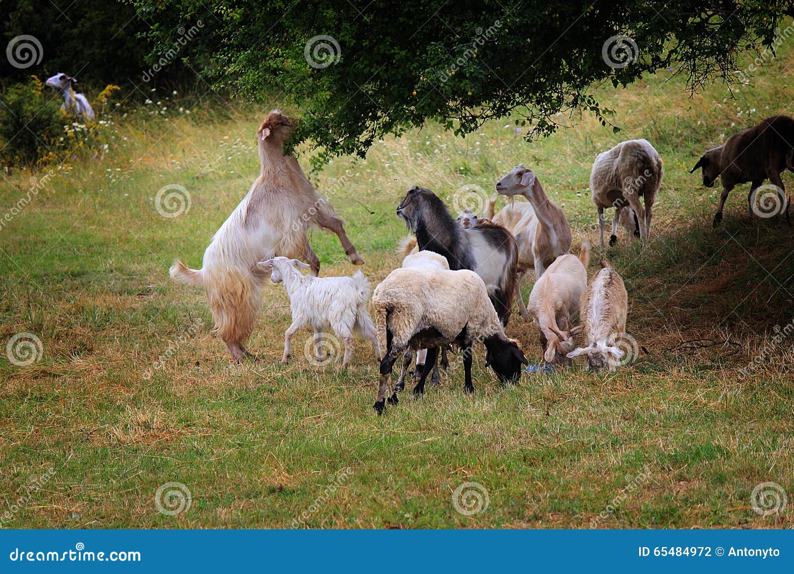 Goat herd the pass grass stock photo. Image of bighorn - 65484972