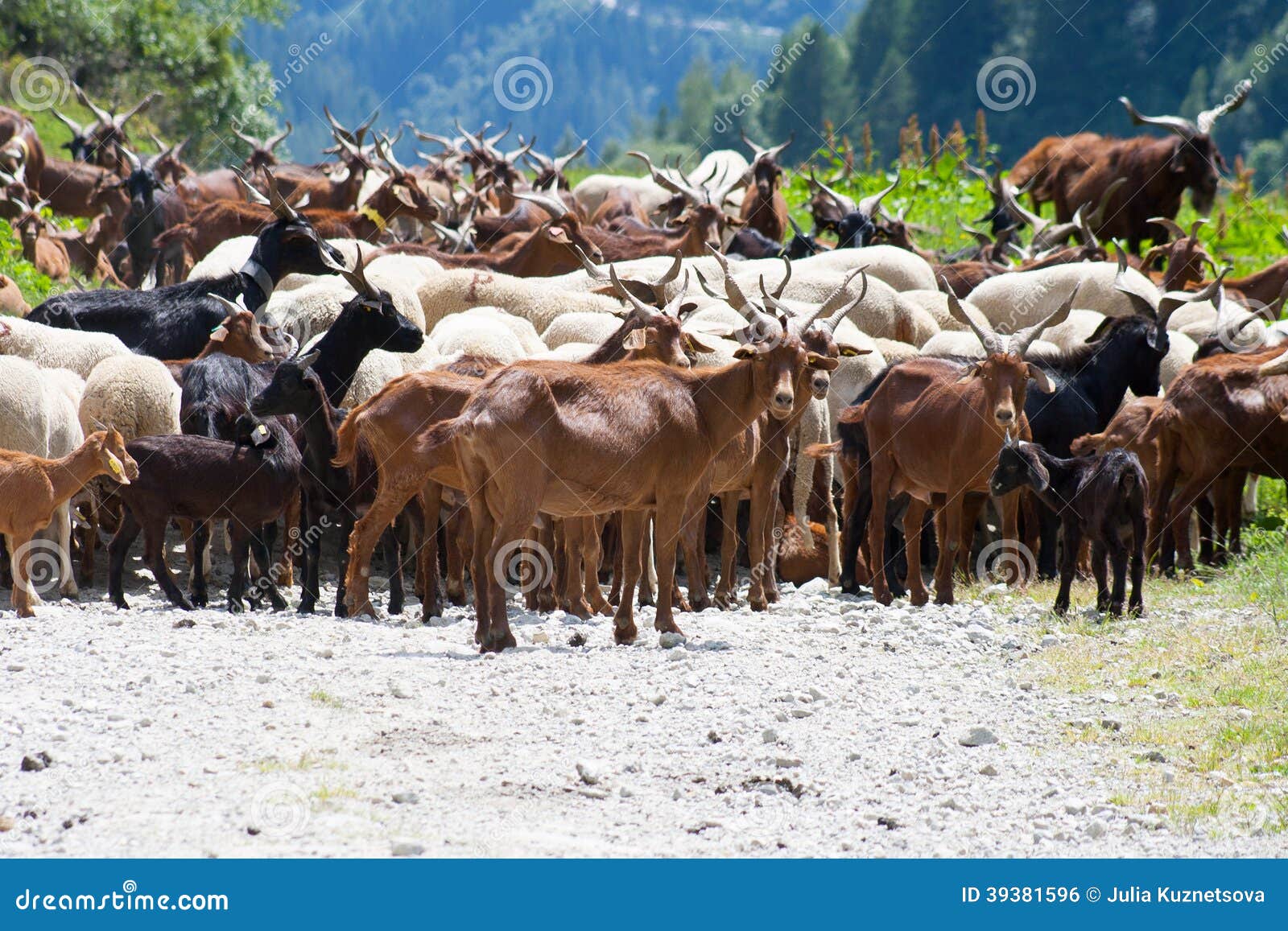 The goat herd on road stock photo. Image of good, meat - 39381596