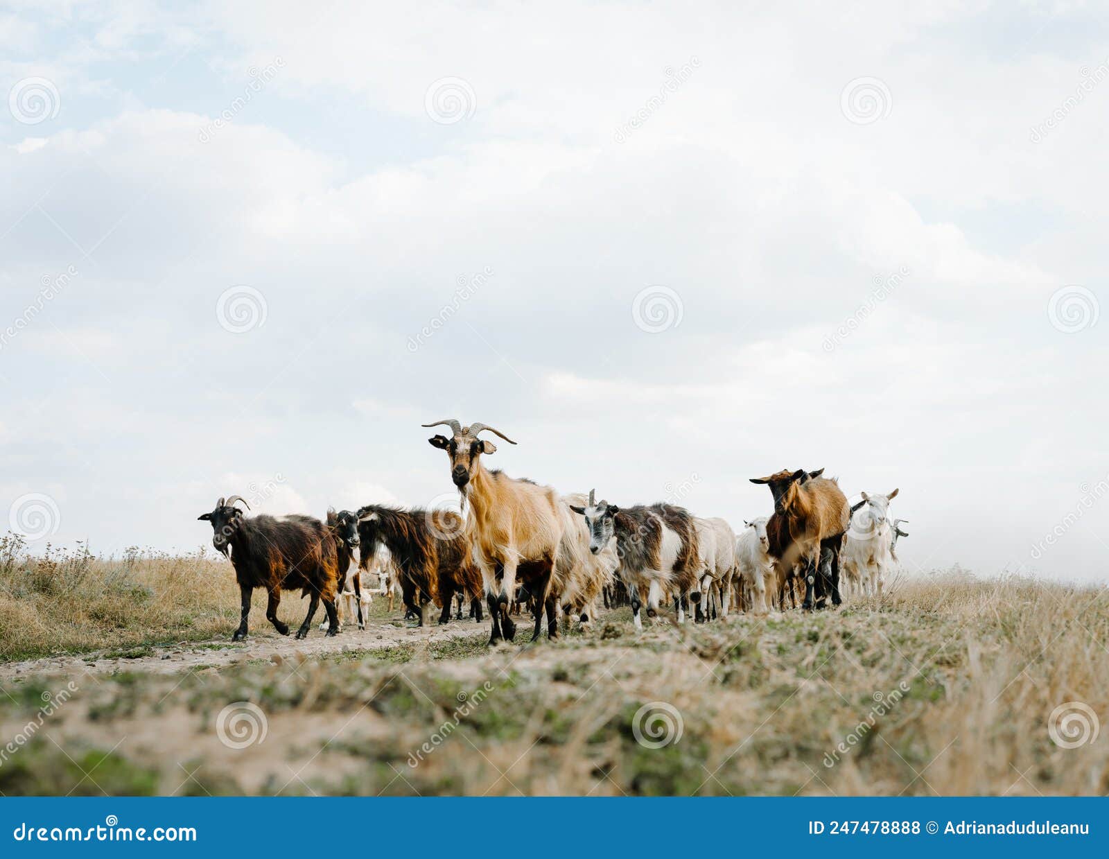 Goats walking on dirt road stock photo. Image of rural - 247478888