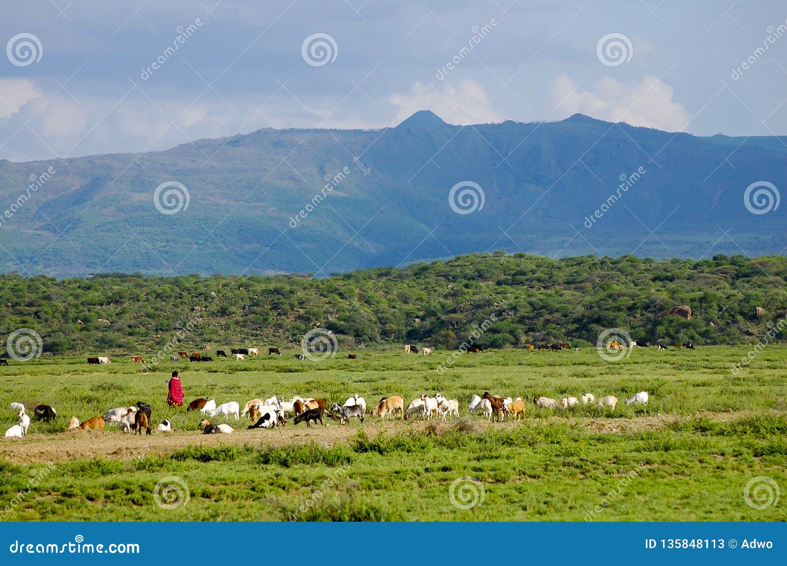 Goat Herder stock image. Image of shepherd, cattle, land - 135848113