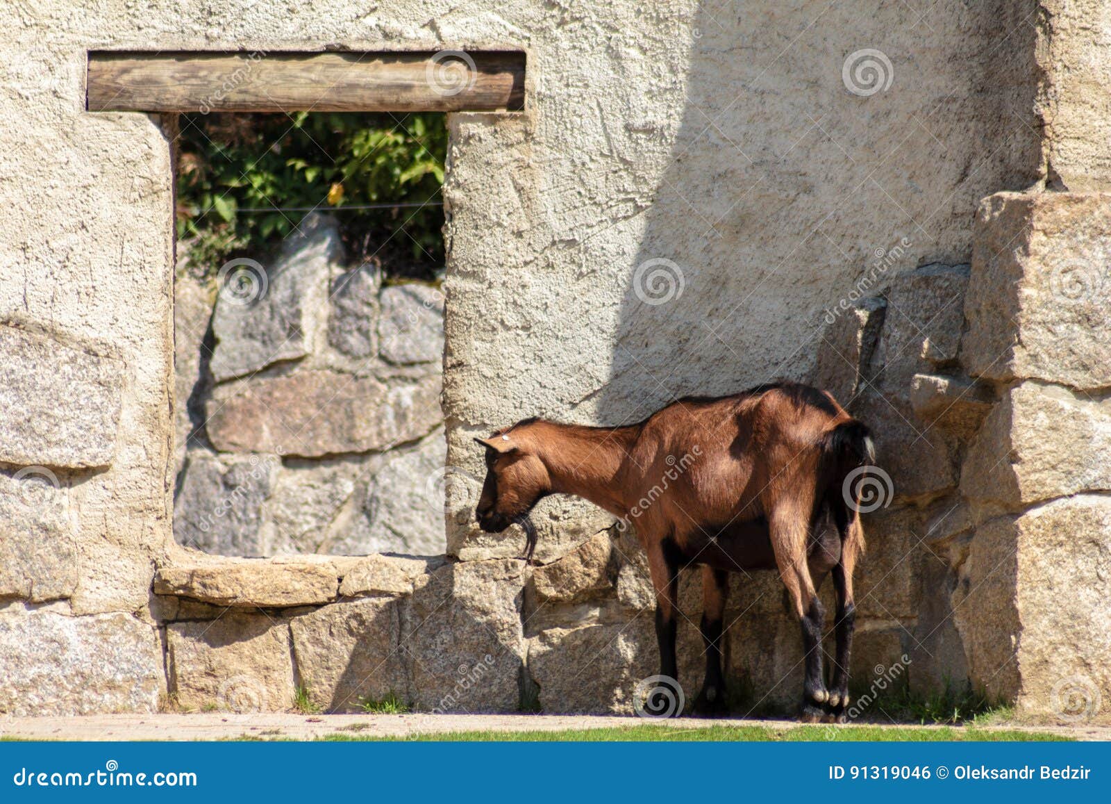 The Goat Hides from the Scorching Sun Stock Photo - Image of grass ...
