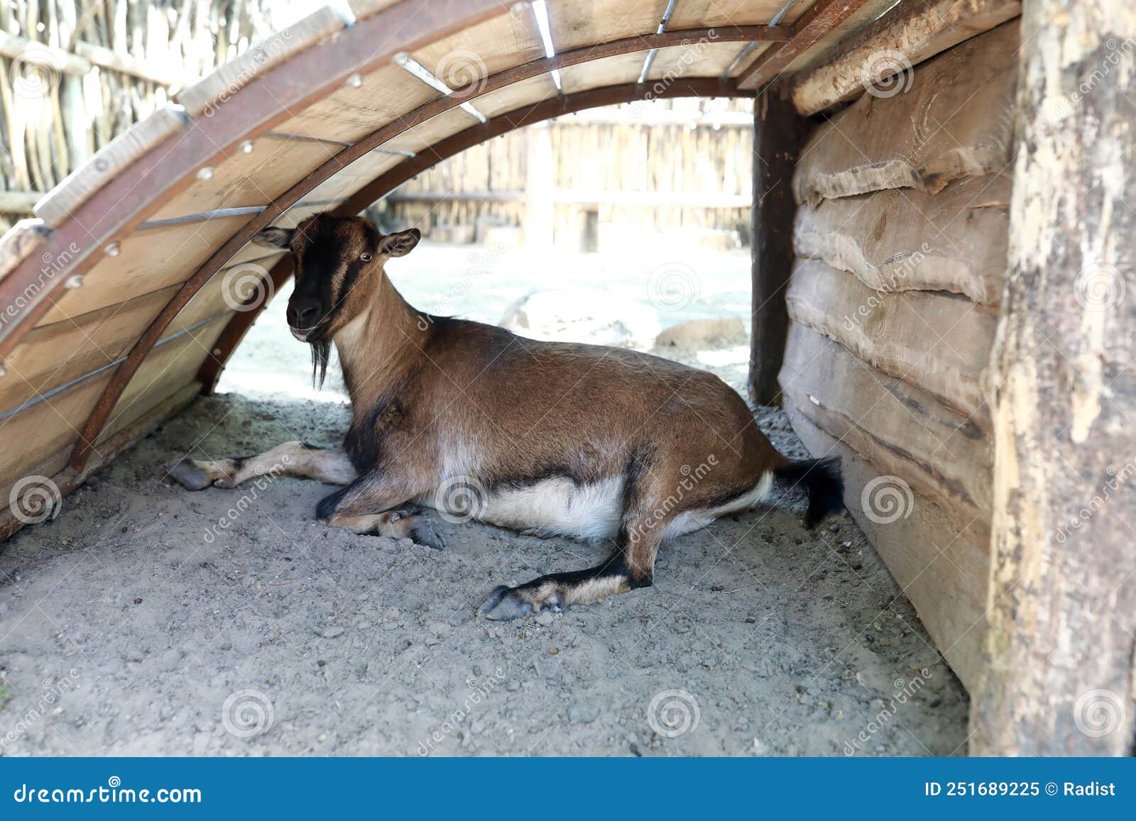 Goat Hides from Sun Under Canopy Stock Image - Image of funny, portrait ...