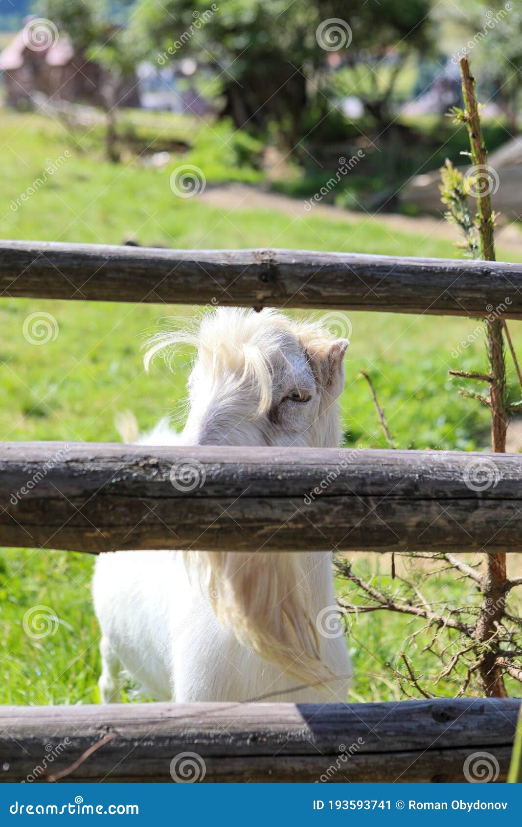 The Goat is Hiding Behind a Fence Stock Image - Image of recreation ...