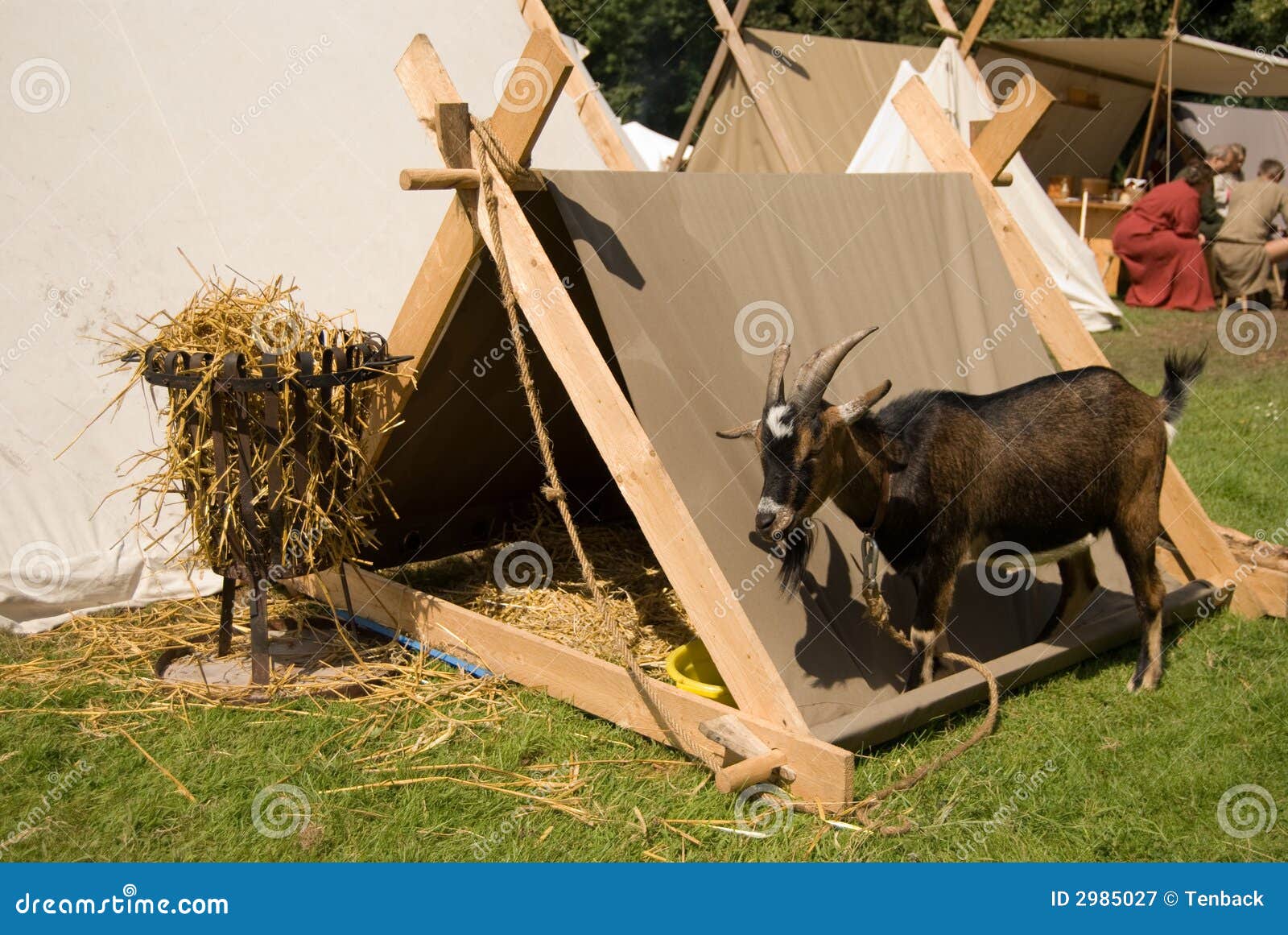 Goat With His Own Tent Picture. Image: 2985027