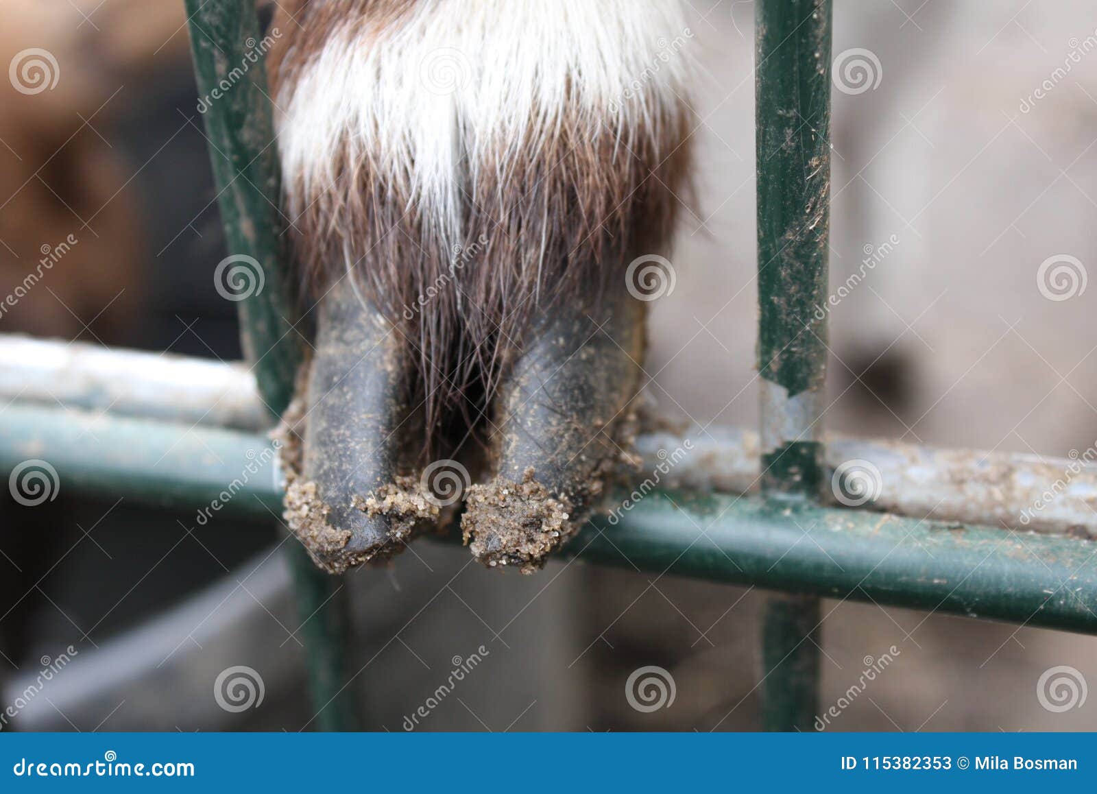 Goat hoof stock image. Image of goat, nature, animal - 115382353