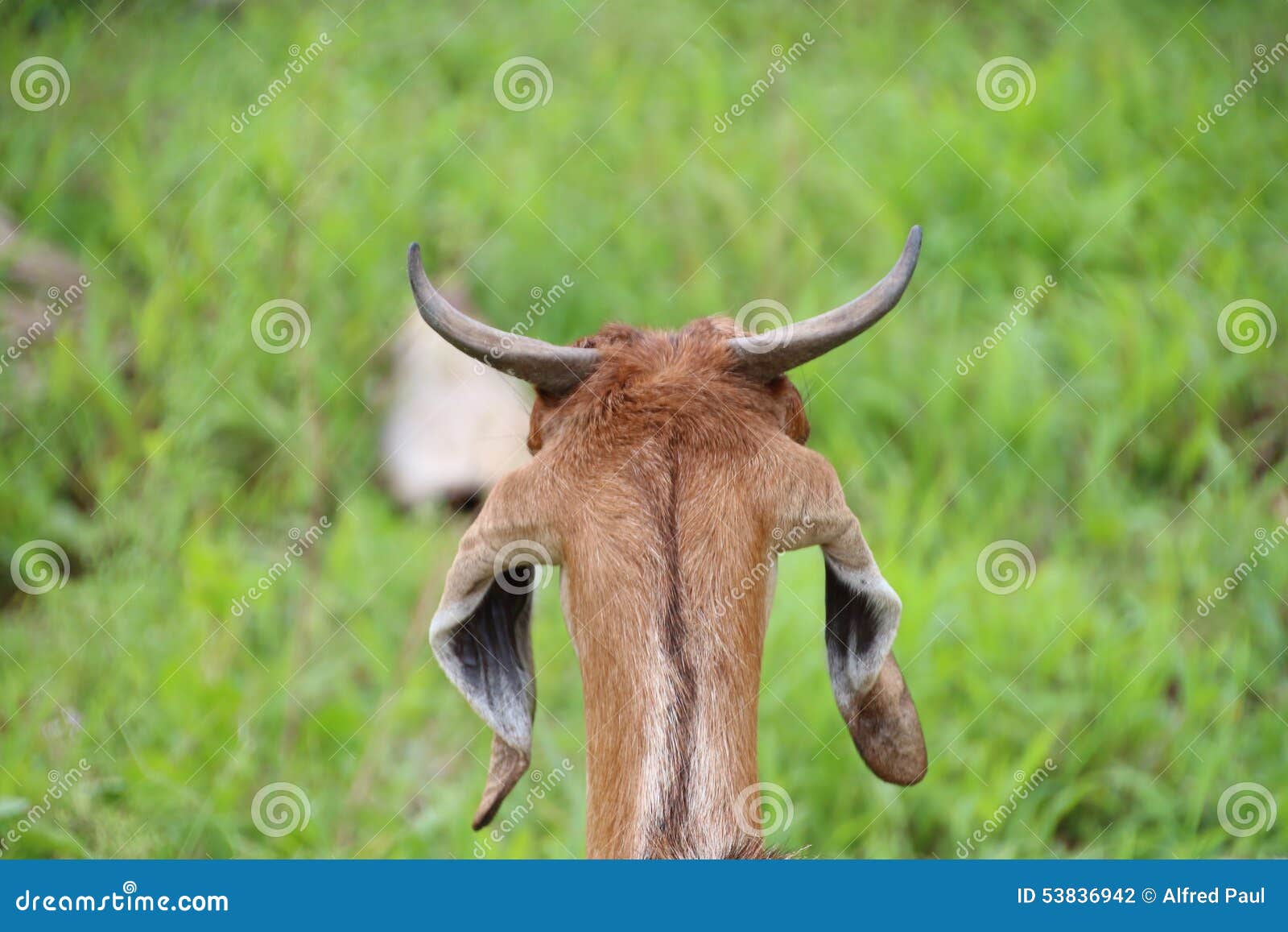 Goat stock photo. Image of goat, backside, shot, horn - 53836942
