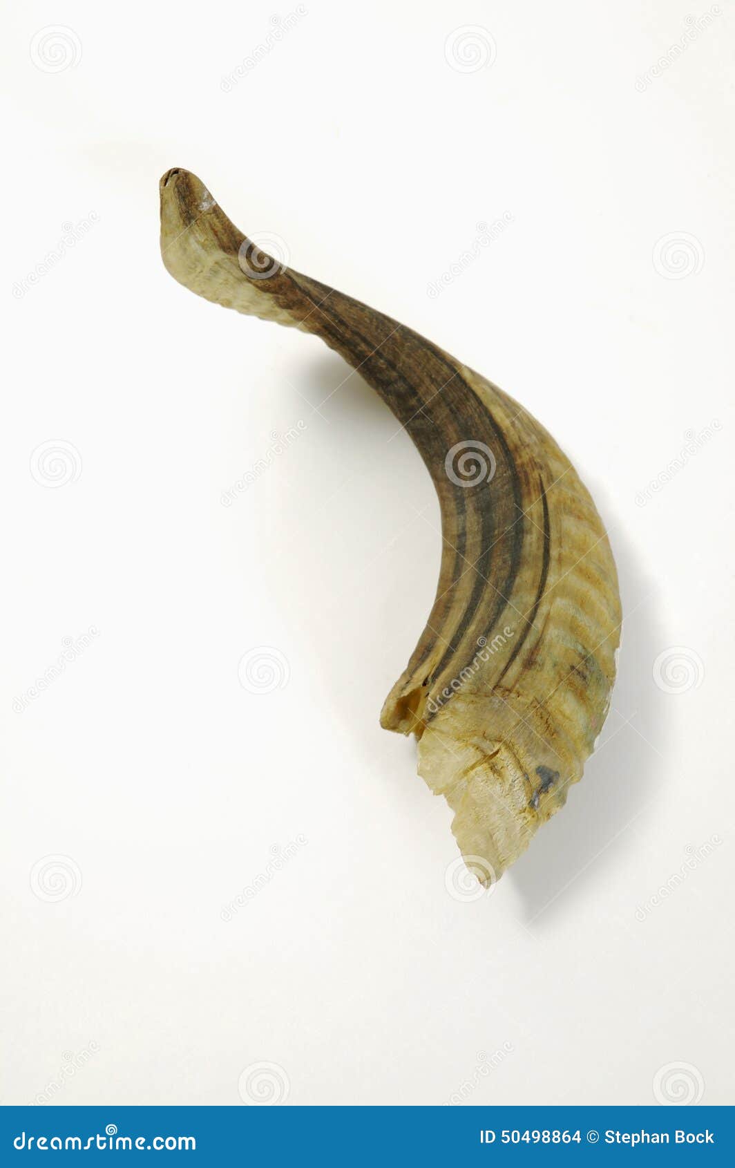 Goat horn, close-up stock photo. Image of horned, single - 50498864