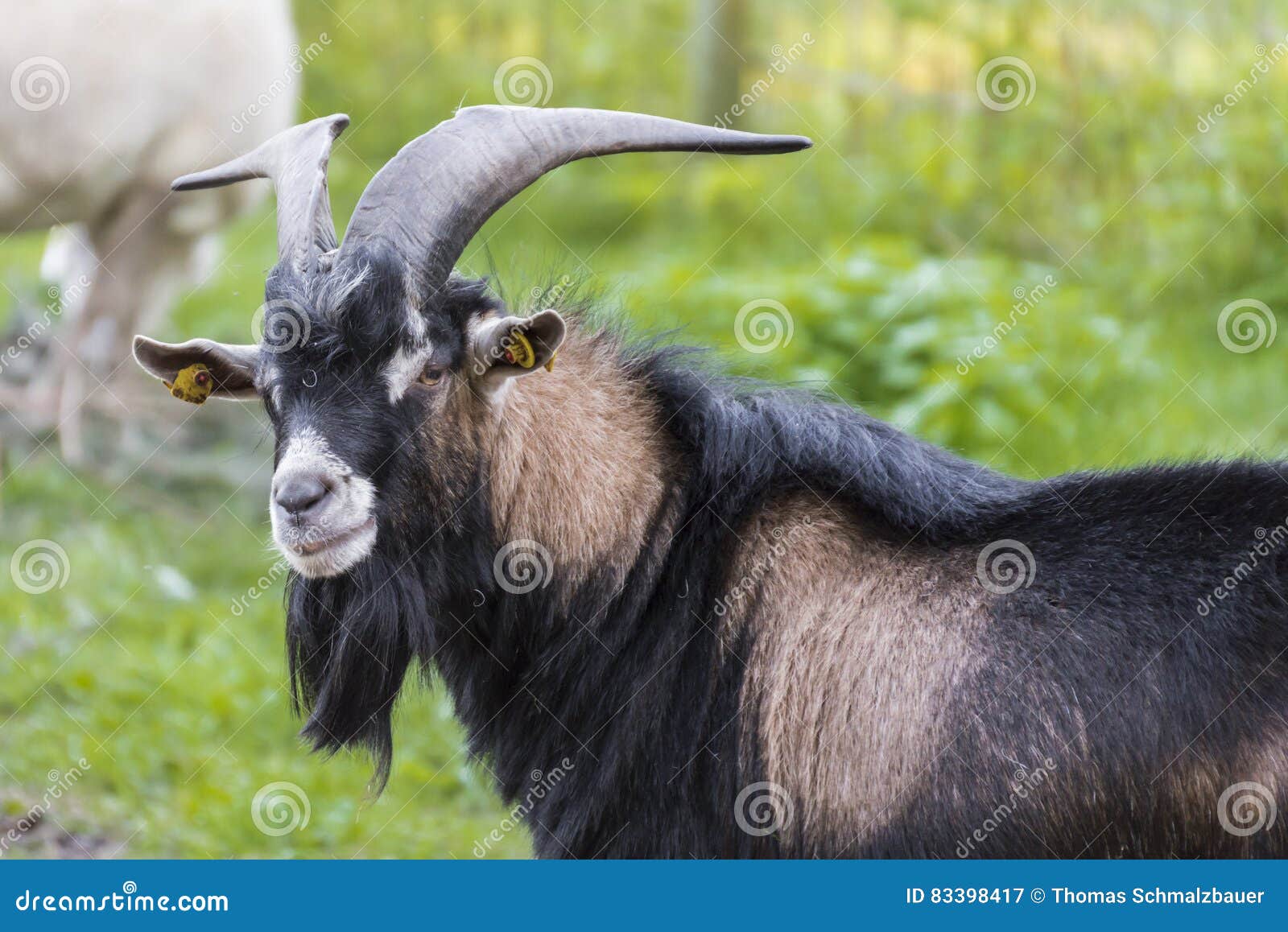 Goat with Horn and Goat Beard Staring into the Camera Stock Image ...