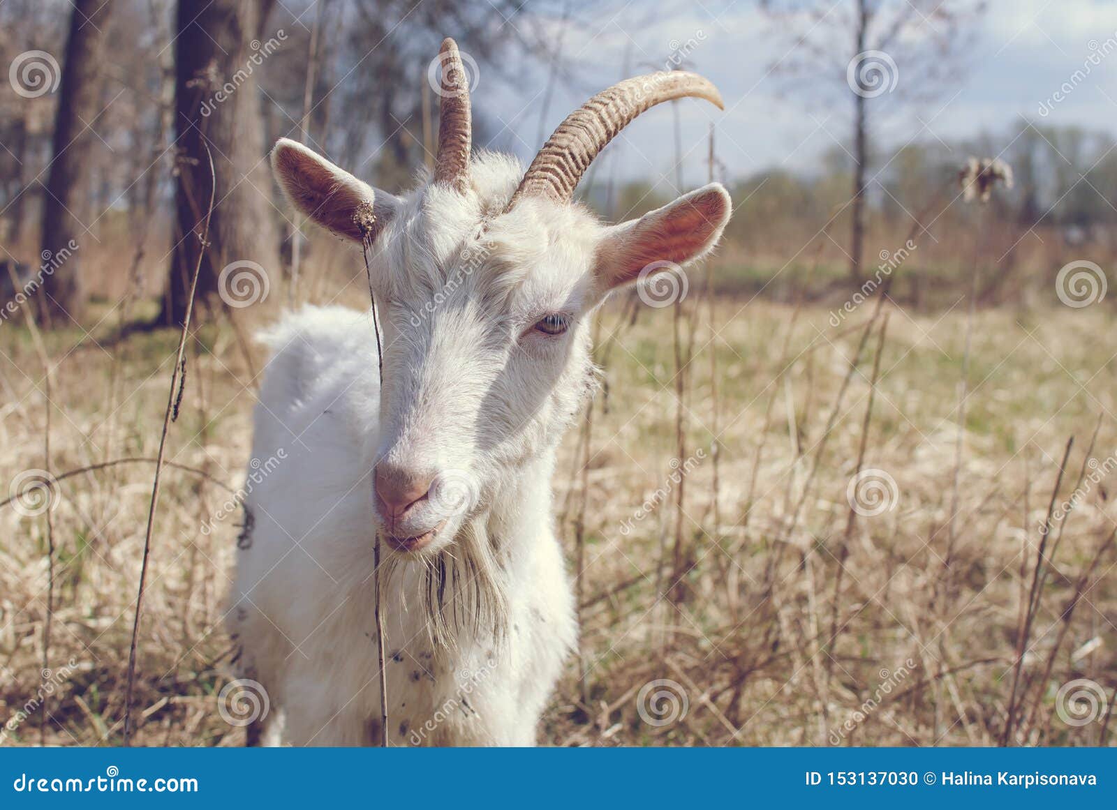 Goat with Horns, White Goat on Head and Neck, Goat in the Field. Stock ...