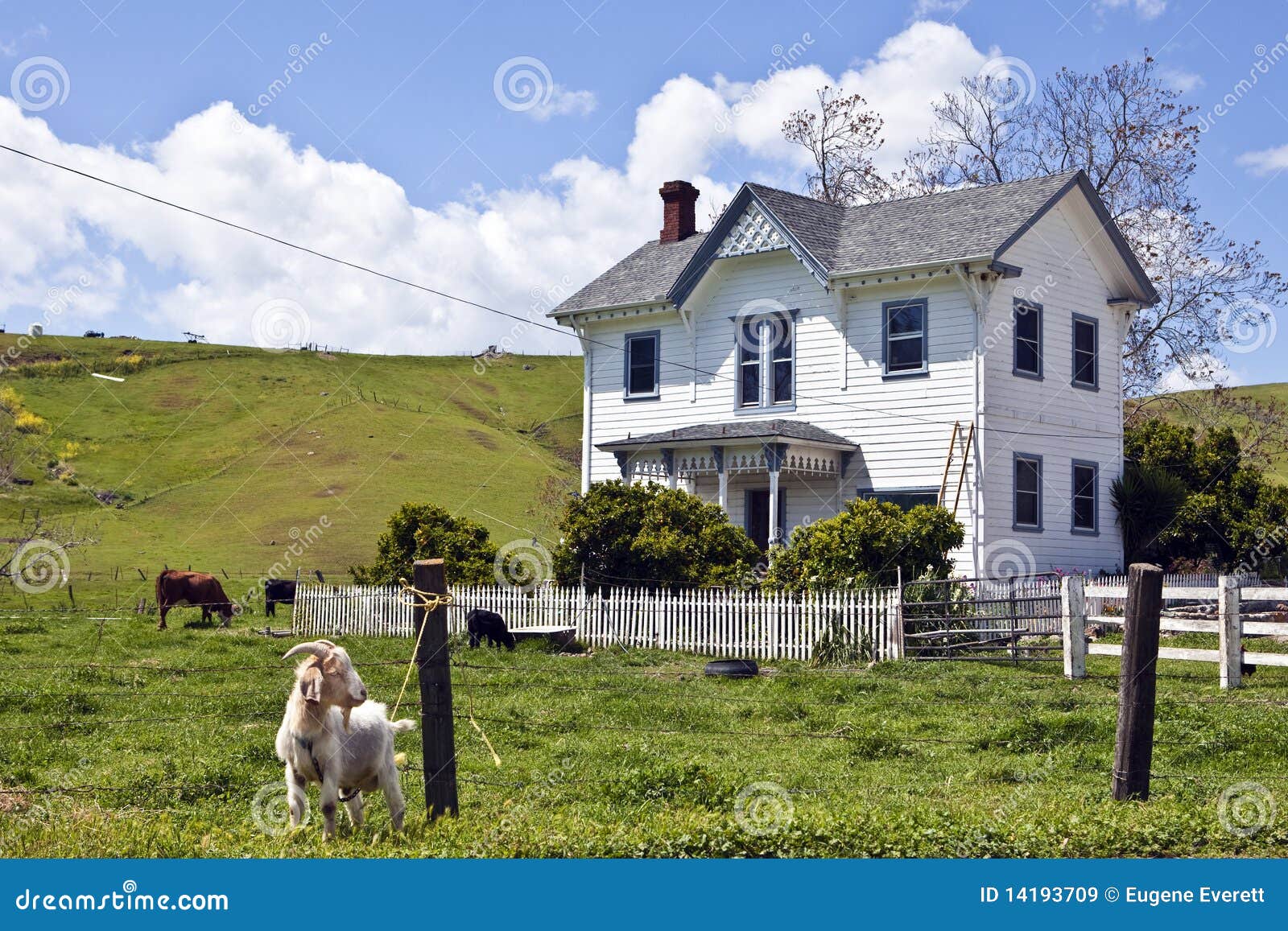 Goat House stock image. Image of picket, green, rural - 14193709