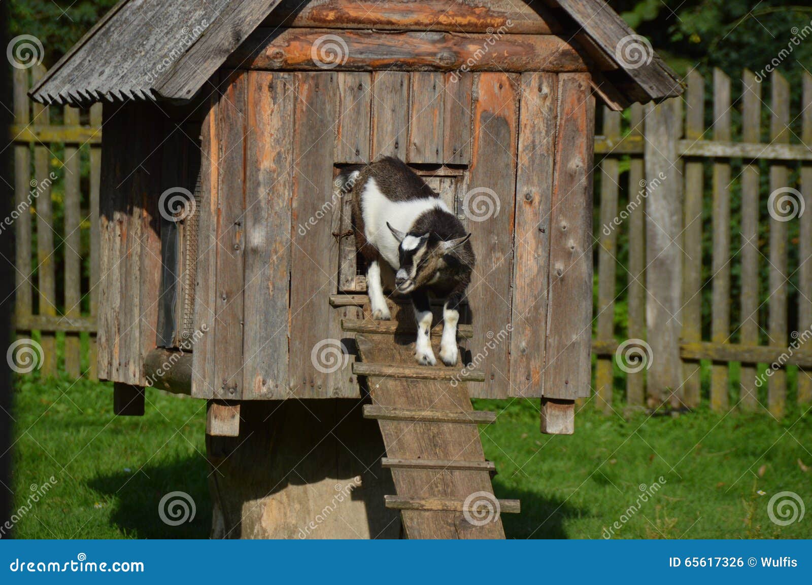 Goat house stock photo. Image of yard, farm, black, goat - 65617326