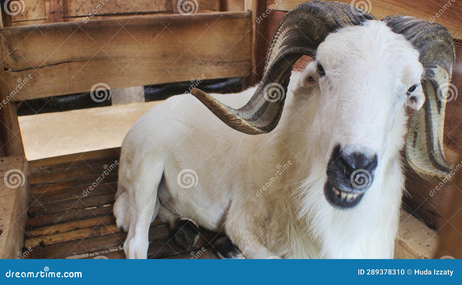 Goat with Huge Horn Smiling on Camera Stock Photo - Image of smiling ...
