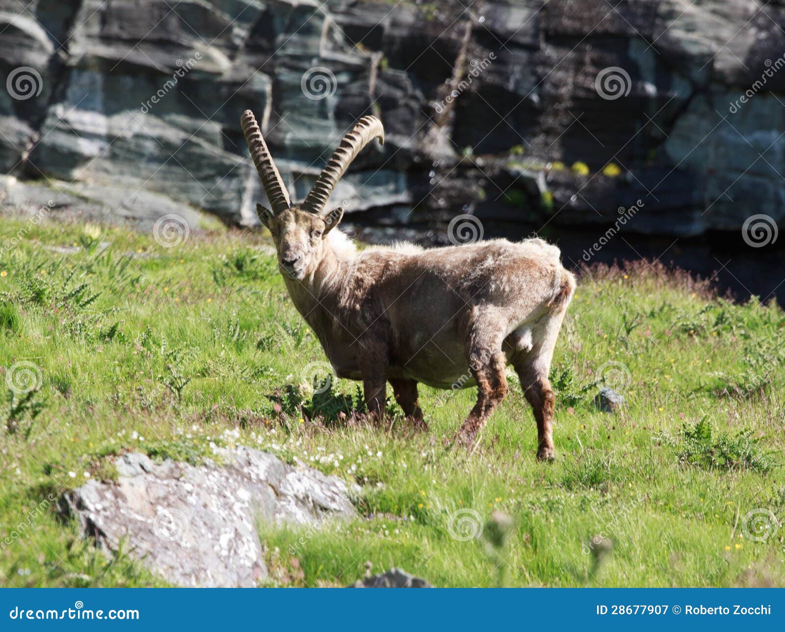 Goat ibex stock image. Image of park, national, mammal - 28677907